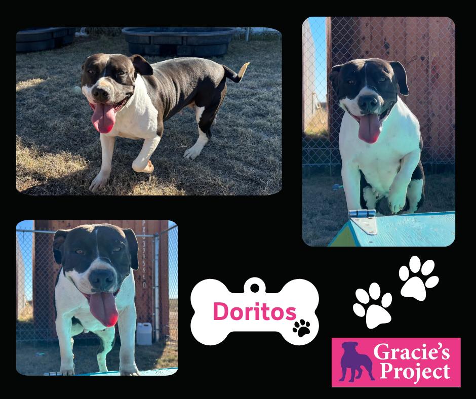 Dog for adoption - Doritos, an American Bulldog Mix in Falls Church ...