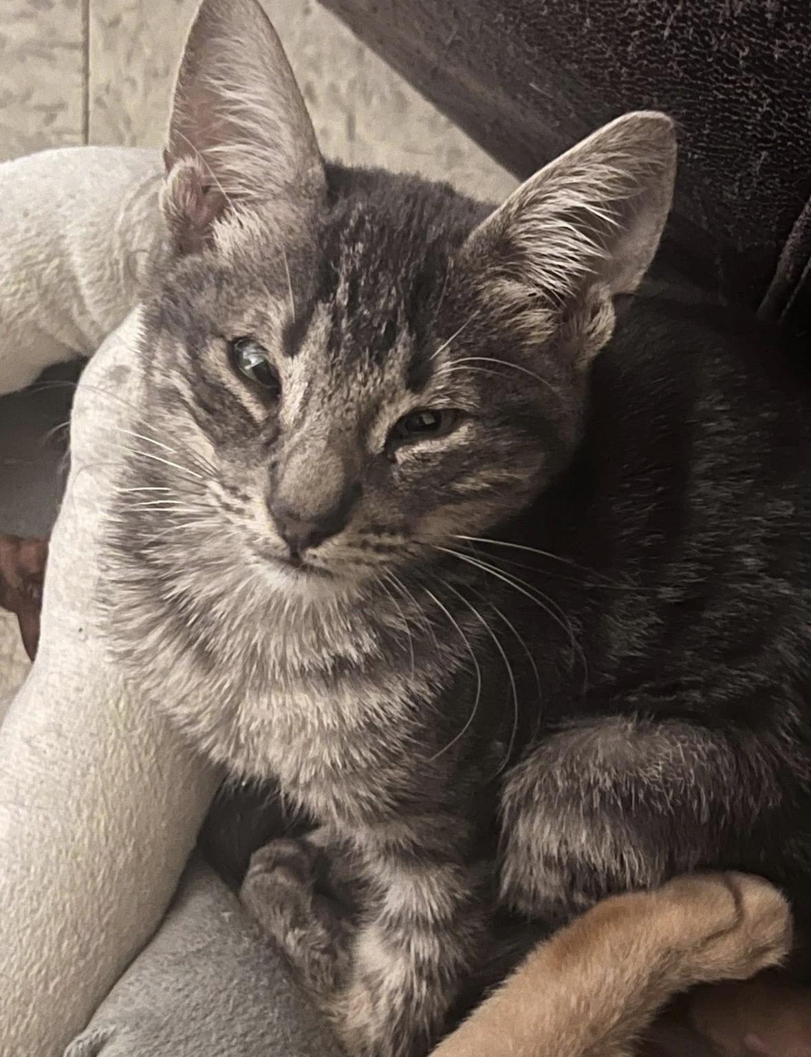 Apollo - Adoptable Pet | Petfinder | Petfinder
