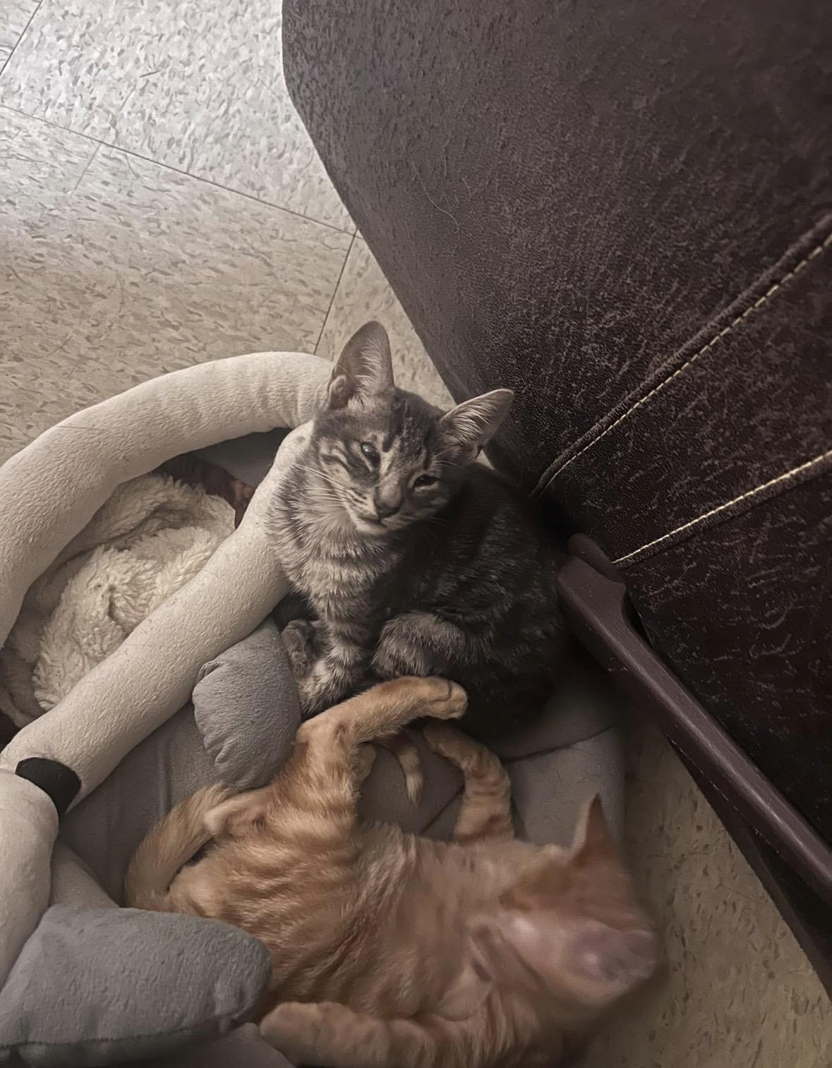 Apollo - Adoptable Pet | Petfinder | Petfinder