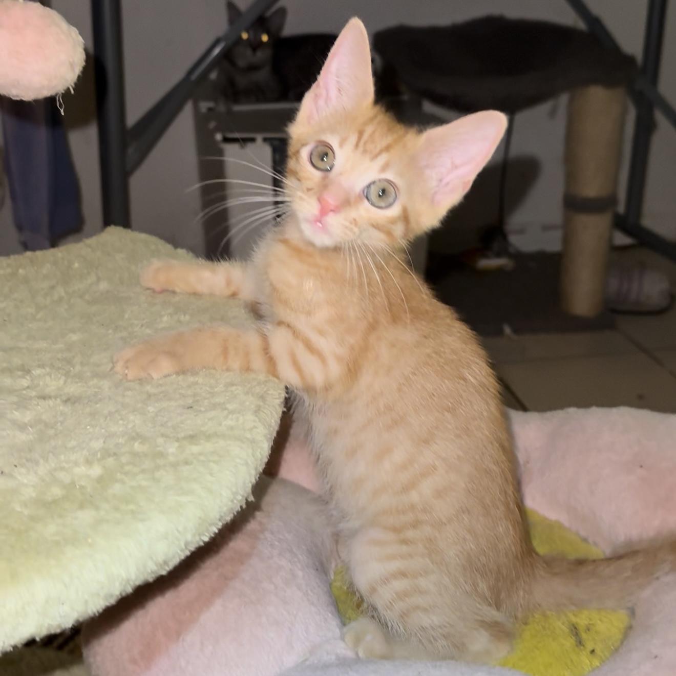 Cat for adoption - Rosie and Petal, a Tabby & Domestic Short Hair Mix ...