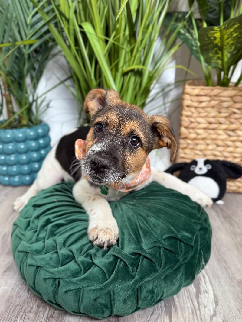 Dog for adoption - Maggie Simpson, a Black Mouth Cur & Labrador Retriever Mix in Minneapolis, MN ...