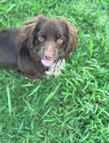 Dog for adoption - Hershey, an English Springer Spaniel & Dachshund Mix ...