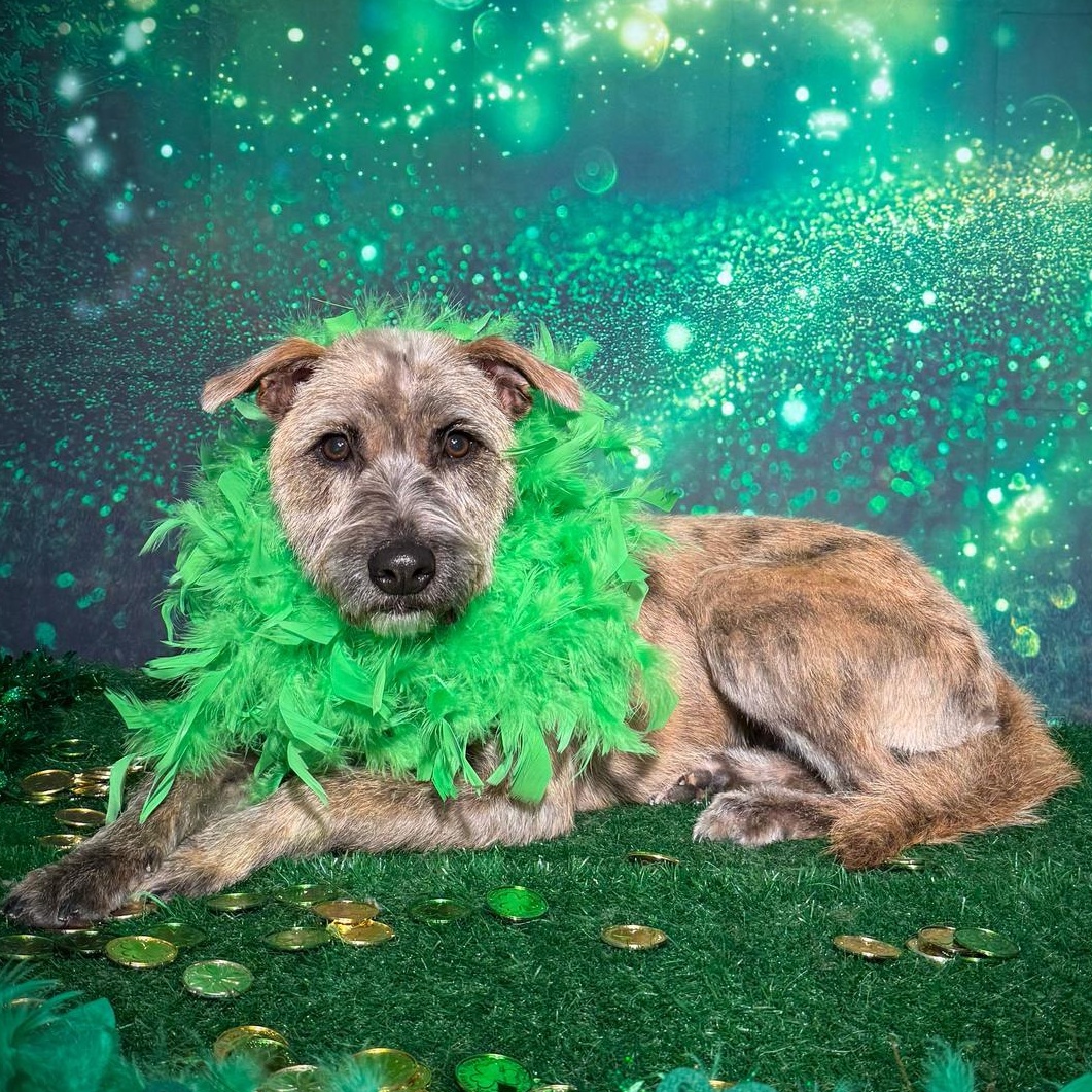 Dog for adoption - Teresa, an Irish Wolfhound Mix in Annapolis, MD ...