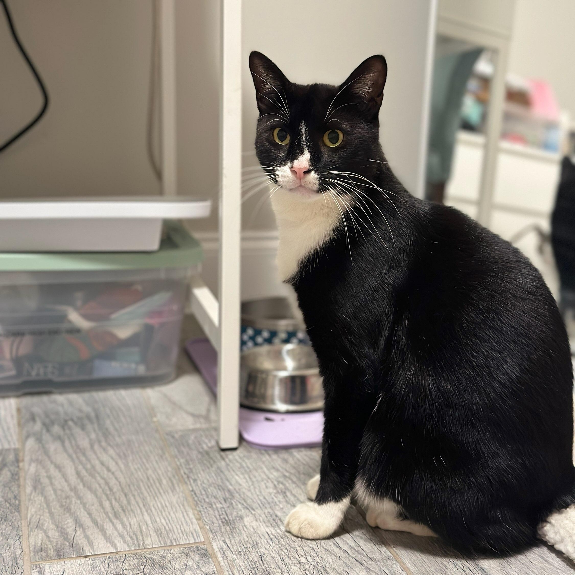 Cat for adoption - Sylvester (Meaty Boy), a Domestic Short Hair ...