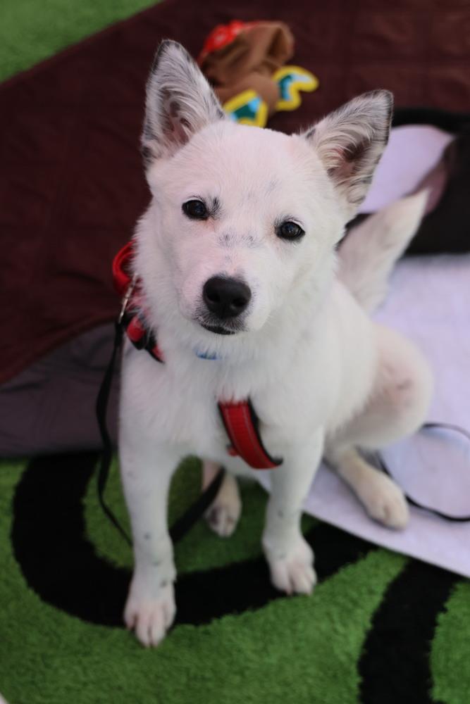 Nigel - Adoptable Pet | Petfinder | Petfinder
