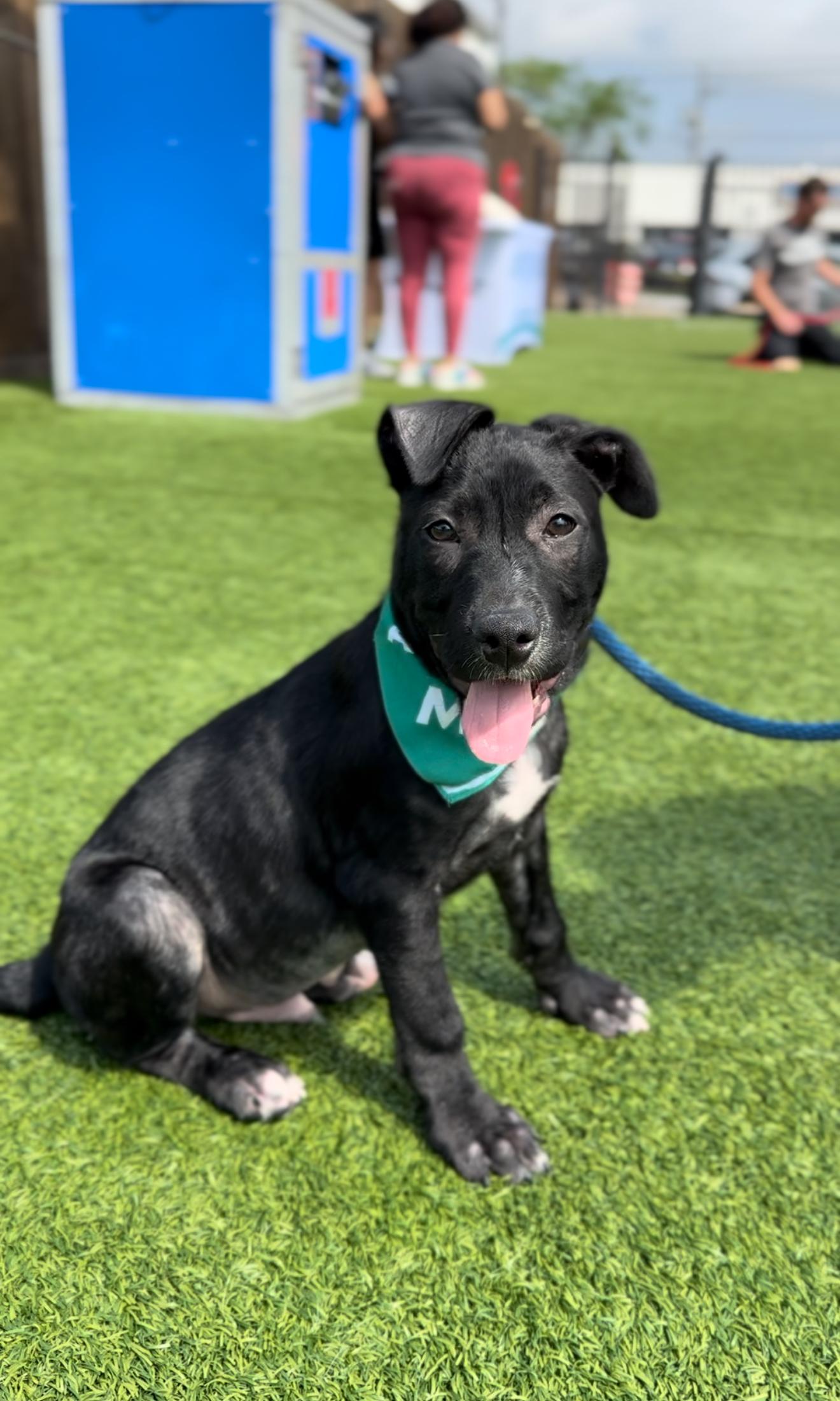 Dog for adoption - Murphy, a Black Labrador Retriever Mix in Baltimore ...