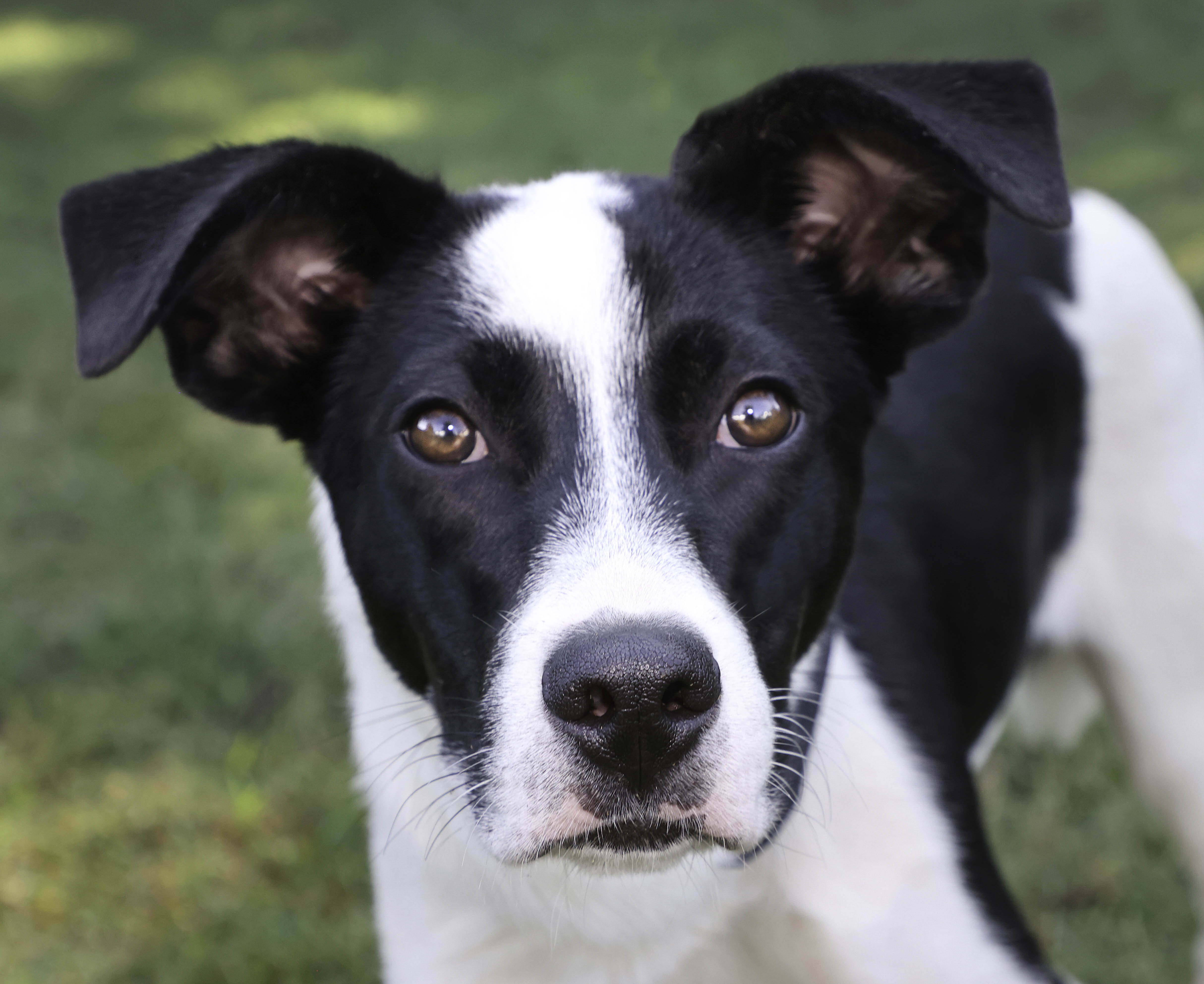 Dog for adoption - Hera, a Labrador Retriever Mix in Madison, WI ...
