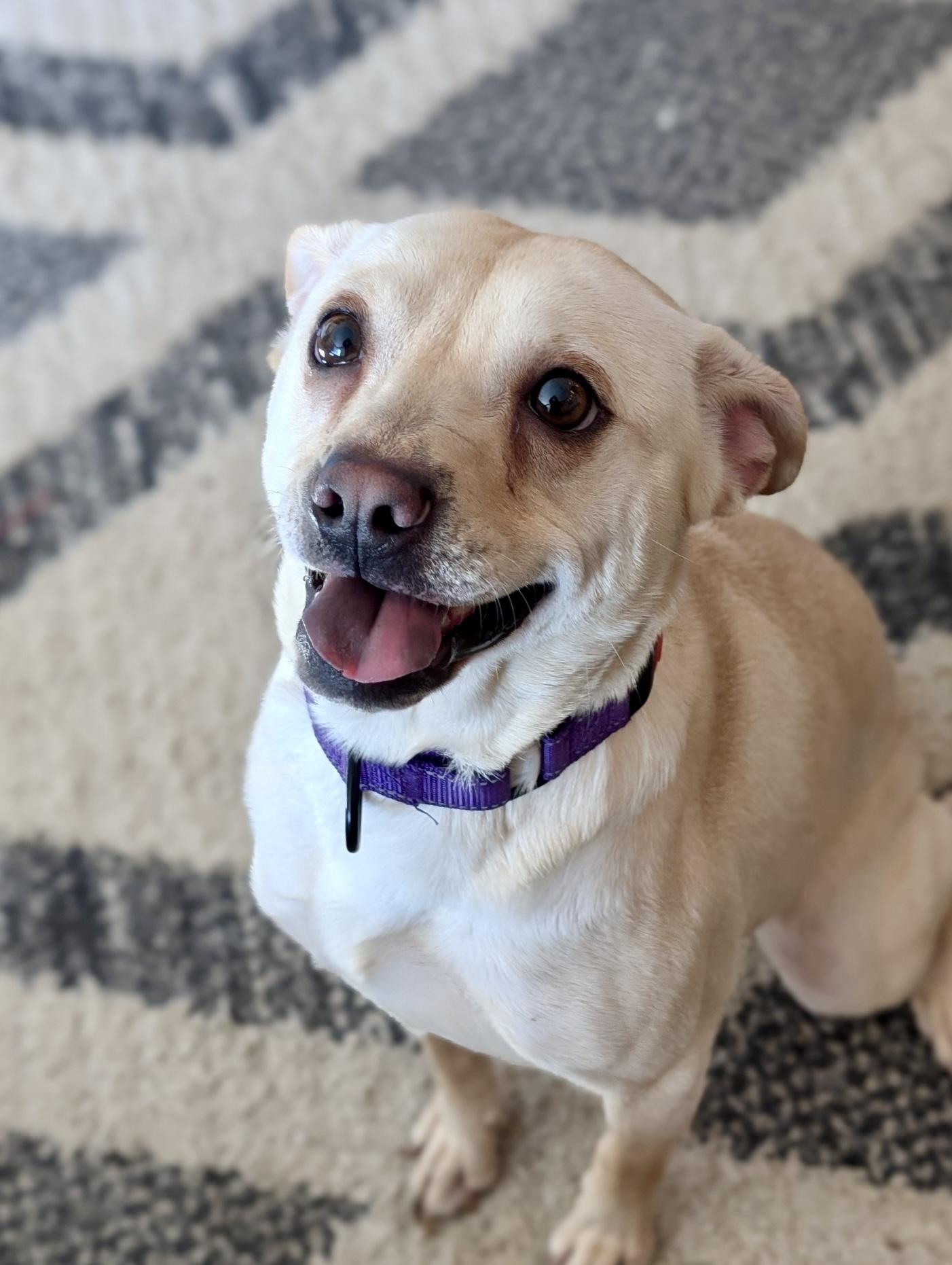 Dog for adoption - Pudge, a Pug Mix in Oakdale, PA | Petfinder