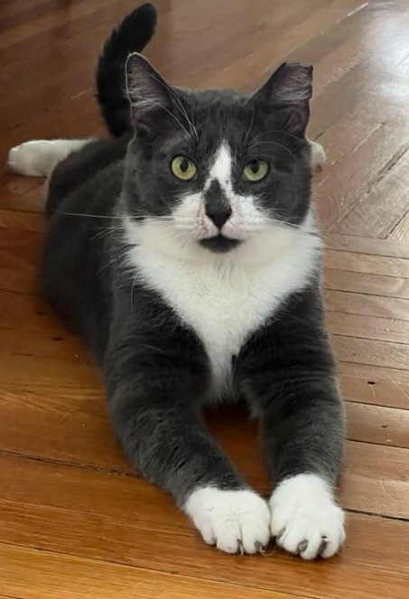 Cat for adoption - Pudge, a Domestic Short Hair in Raritan, NJ | Petfinder