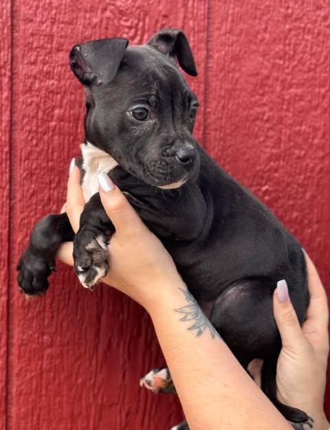 Dog for adoption - Zuri, a Boxer & American Staffordshire Terrier Mix ...