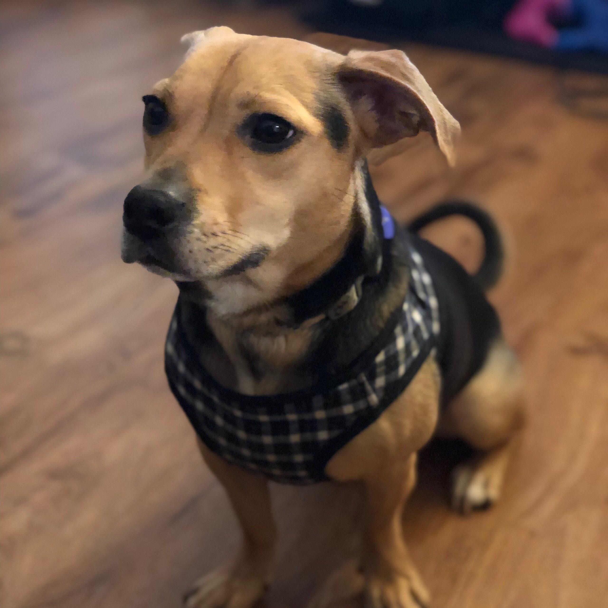 Dog for adoption - Twix, a Beagle Mix in Howell, NJ | Petfinder