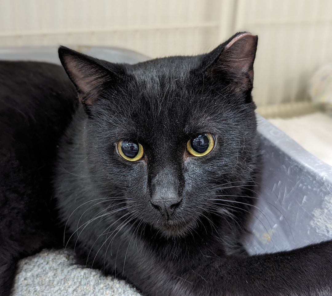 Cat for adoption - Robin, a Domestic Short Hair in Decatur, IL | Petfinder