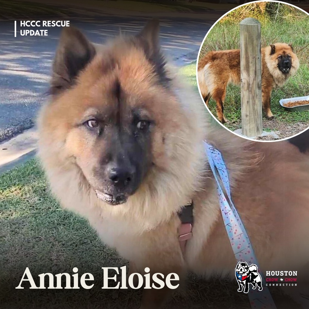 Dog for adoption - Annie Eloise, a Chow Chow Mix in Forest Grove, OR ...