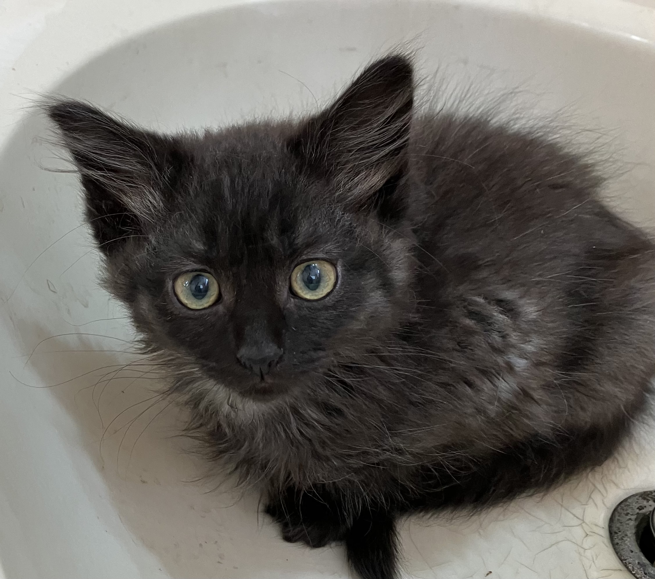 Hart Animal Rescue - Available Animals