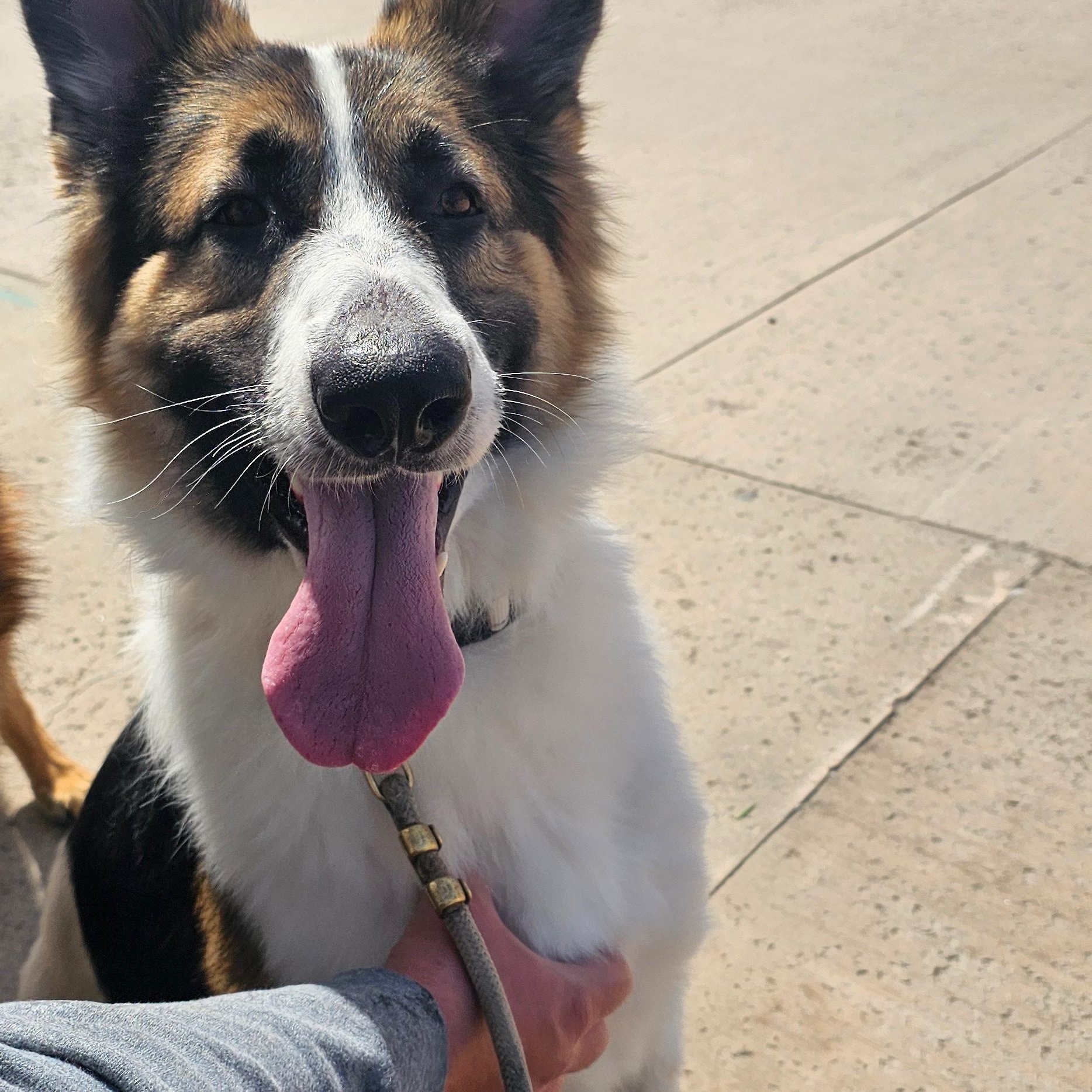 Dog for adoption - Jackson, a Shepherd in Portland, OR | Petfinder