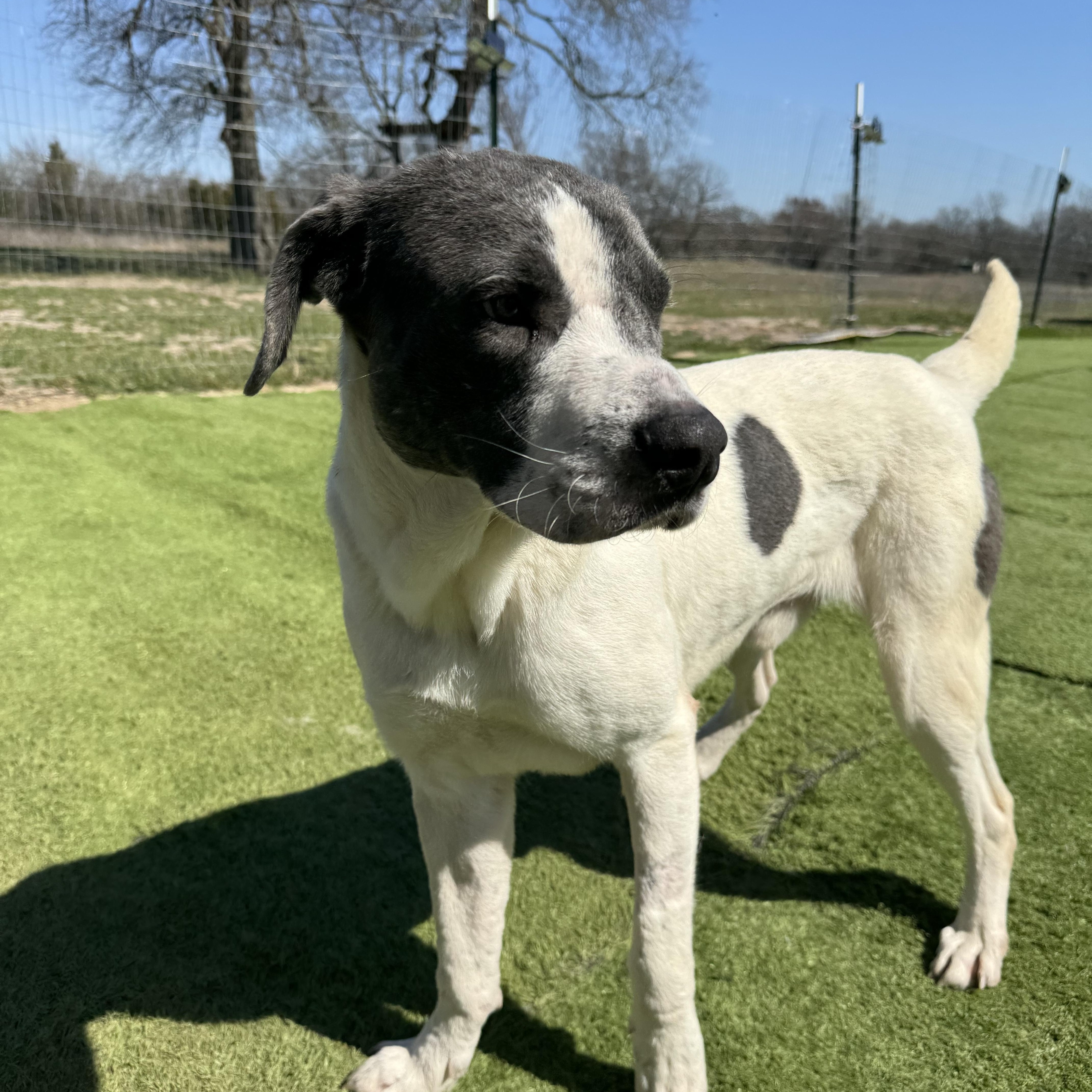 Dog for adoption - Moe, a Labrador Retriever Mix in Monroeville, PA ...