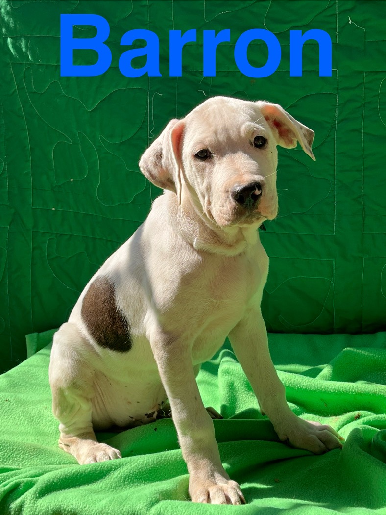 Dog for adoption - Barron, a Pit Bull Terrier & Labrador Retriever Mix ...