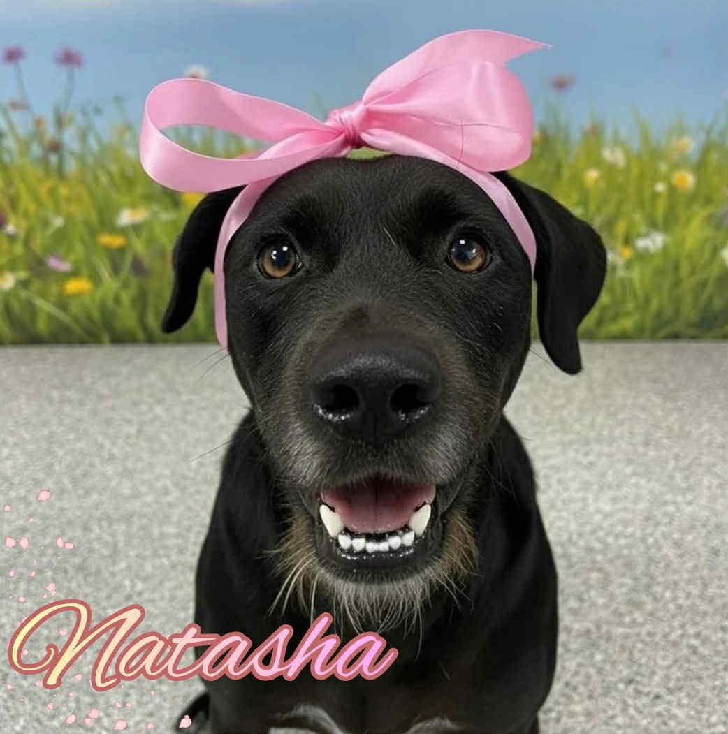 Dog for adoption - NATASHA GS, a German Shepherd Dog & Labrador ...