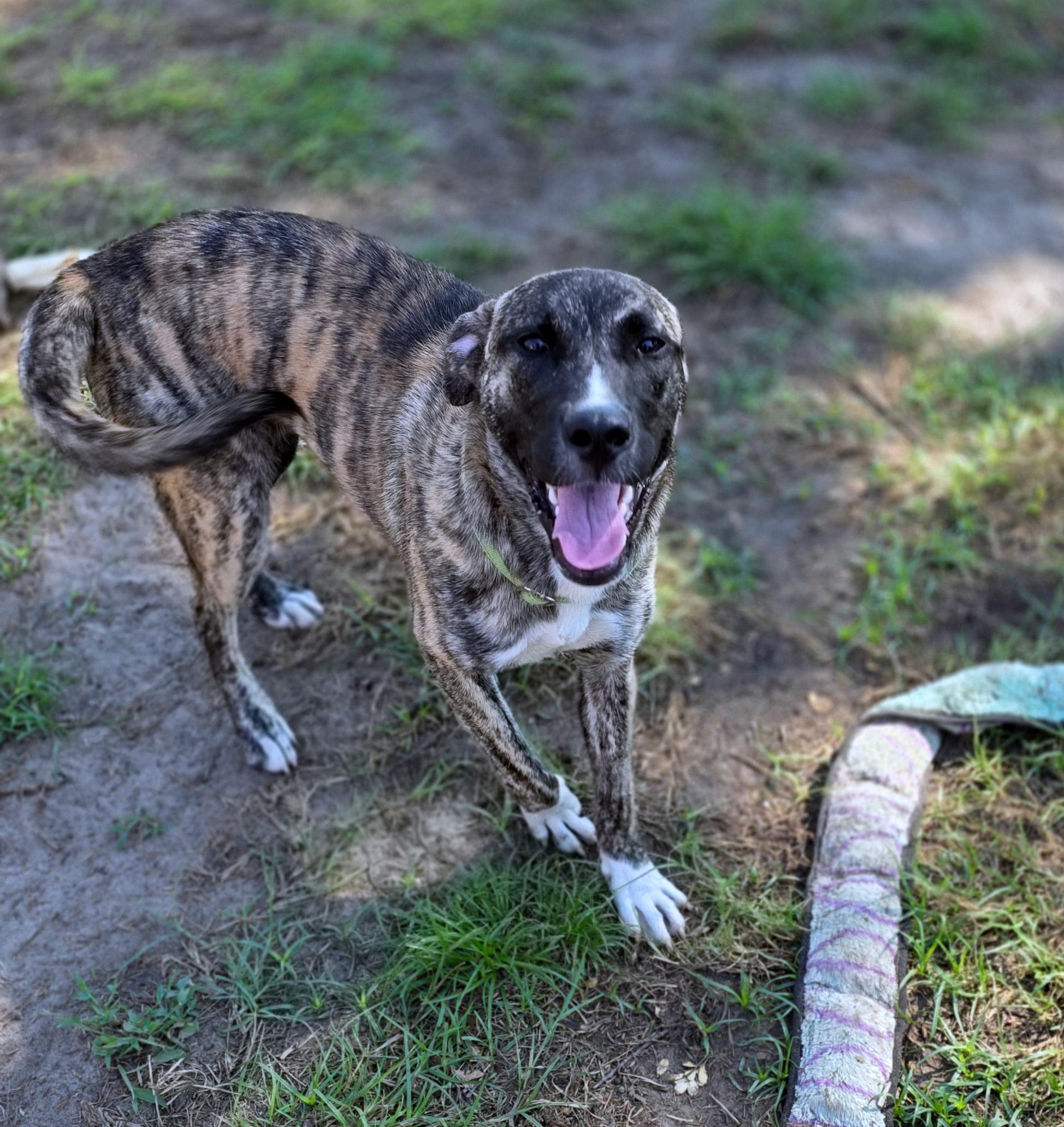 Dog for adoption - Pookie, a Mountain Cur Mix in Johnston, RI | Petfinder