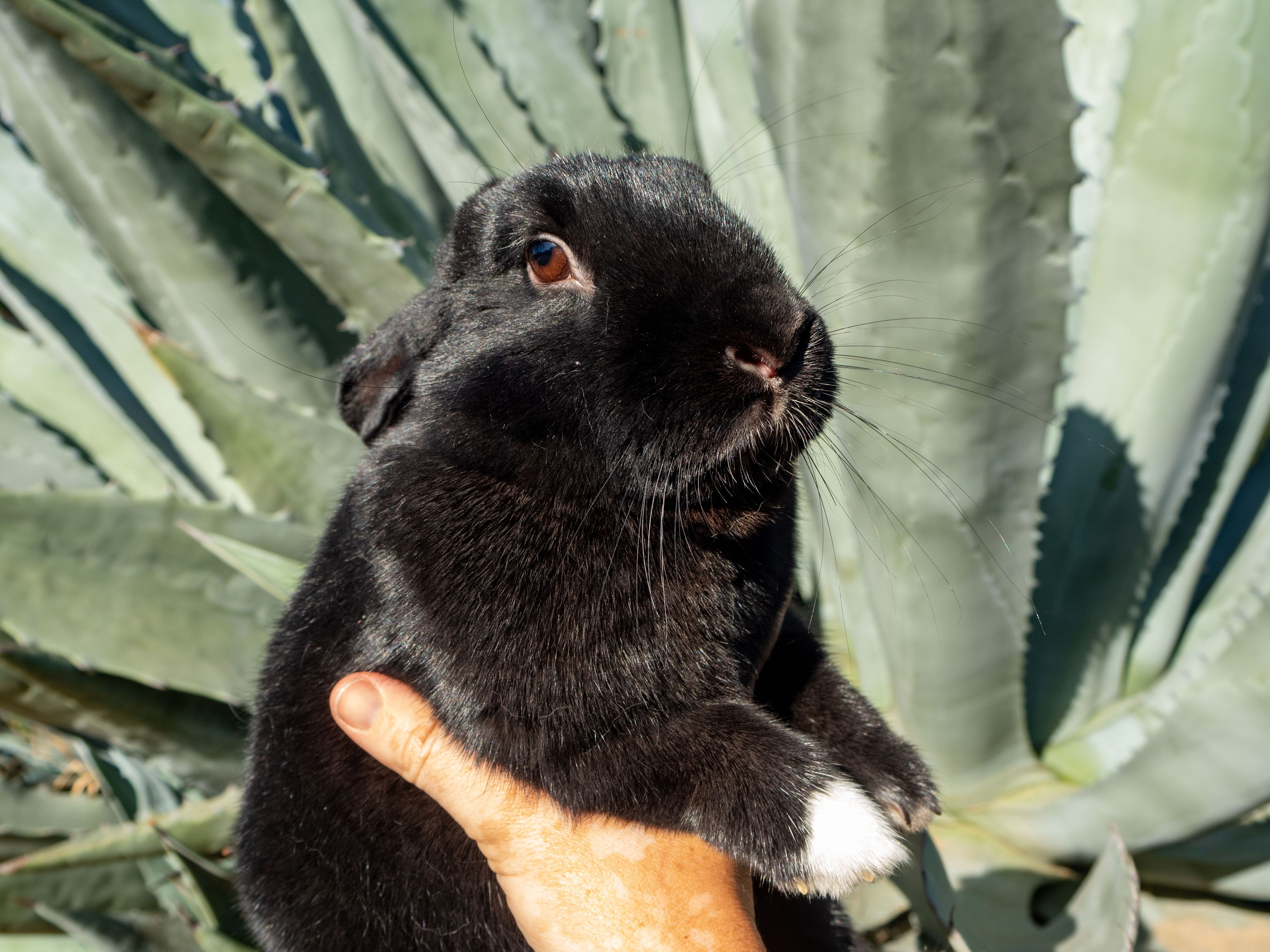 Rabbit for adoption - Tokki, a Havana in Elverta, CA | Petfinder