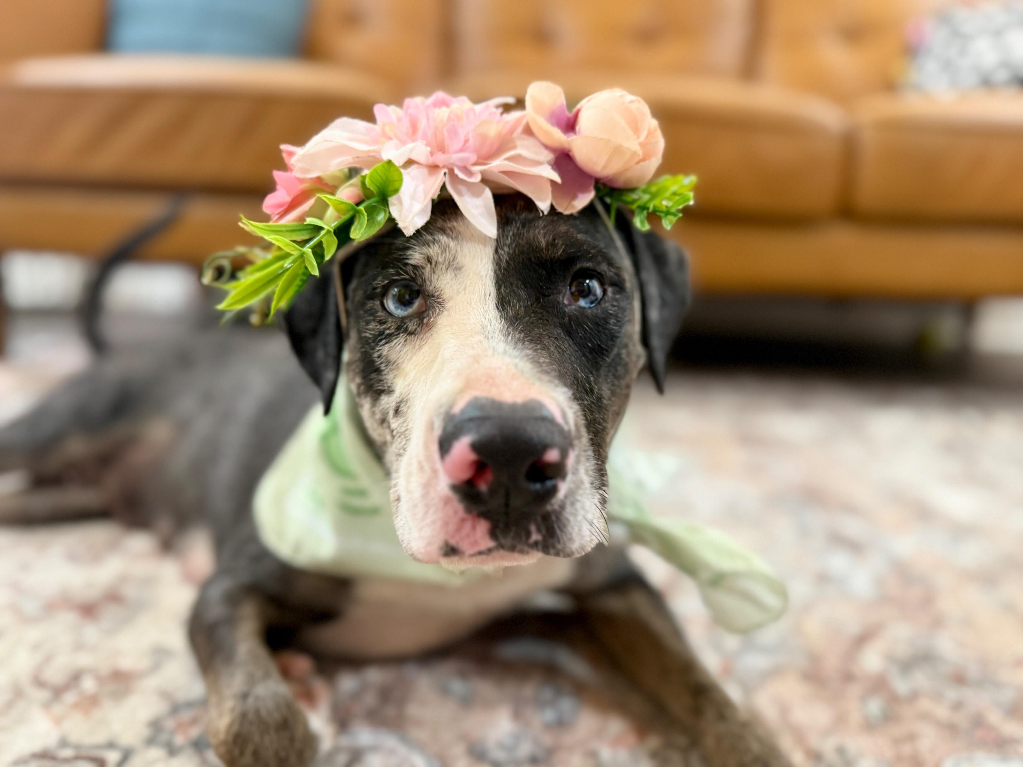 Dog for adoption - Summer Shine all love-bug vibes, a Cattle Dog & Pit ...
