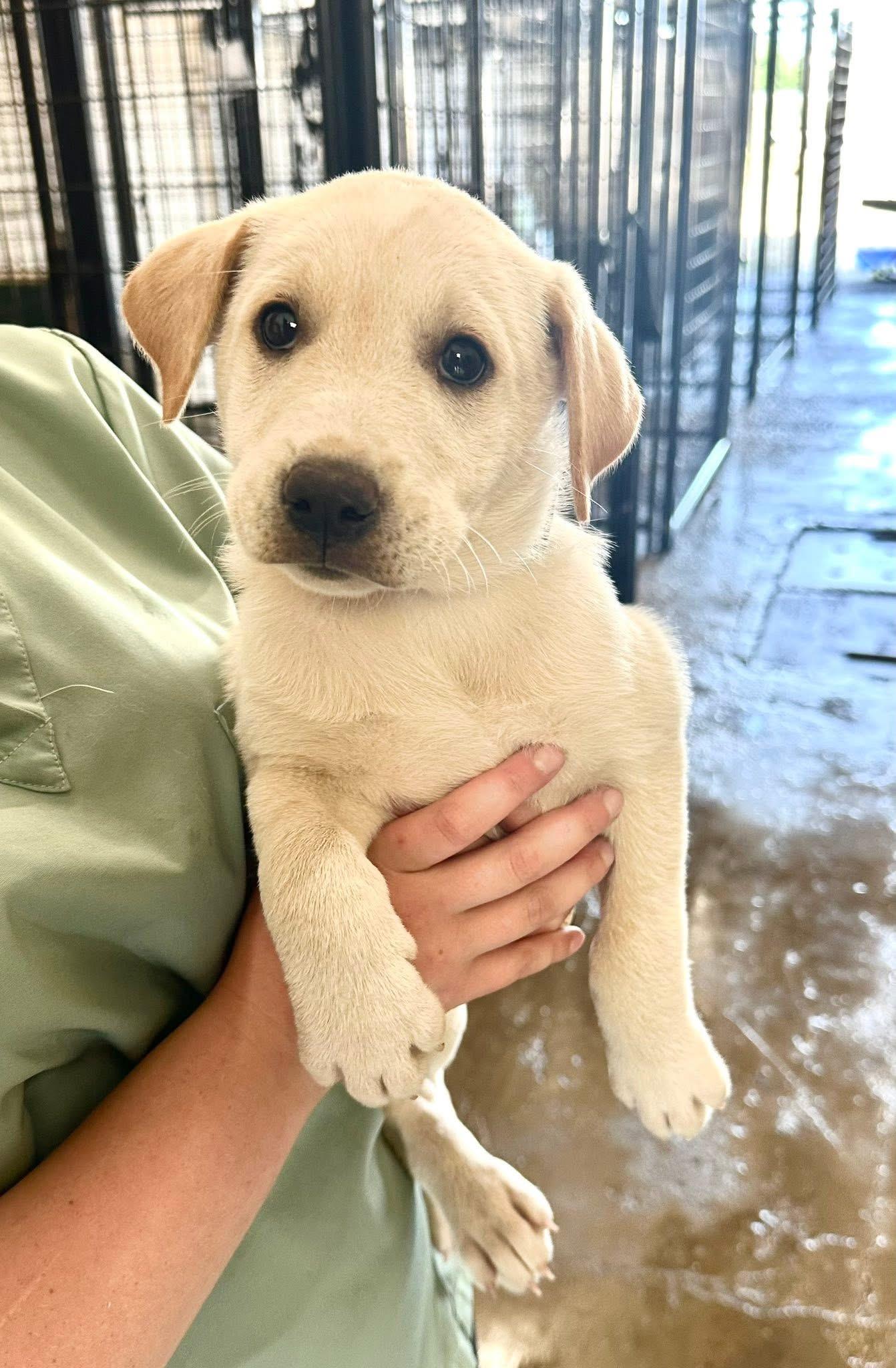 Dog for adoption - Zuma, a Yellow Labrador Retriever Mix in Peace River ...