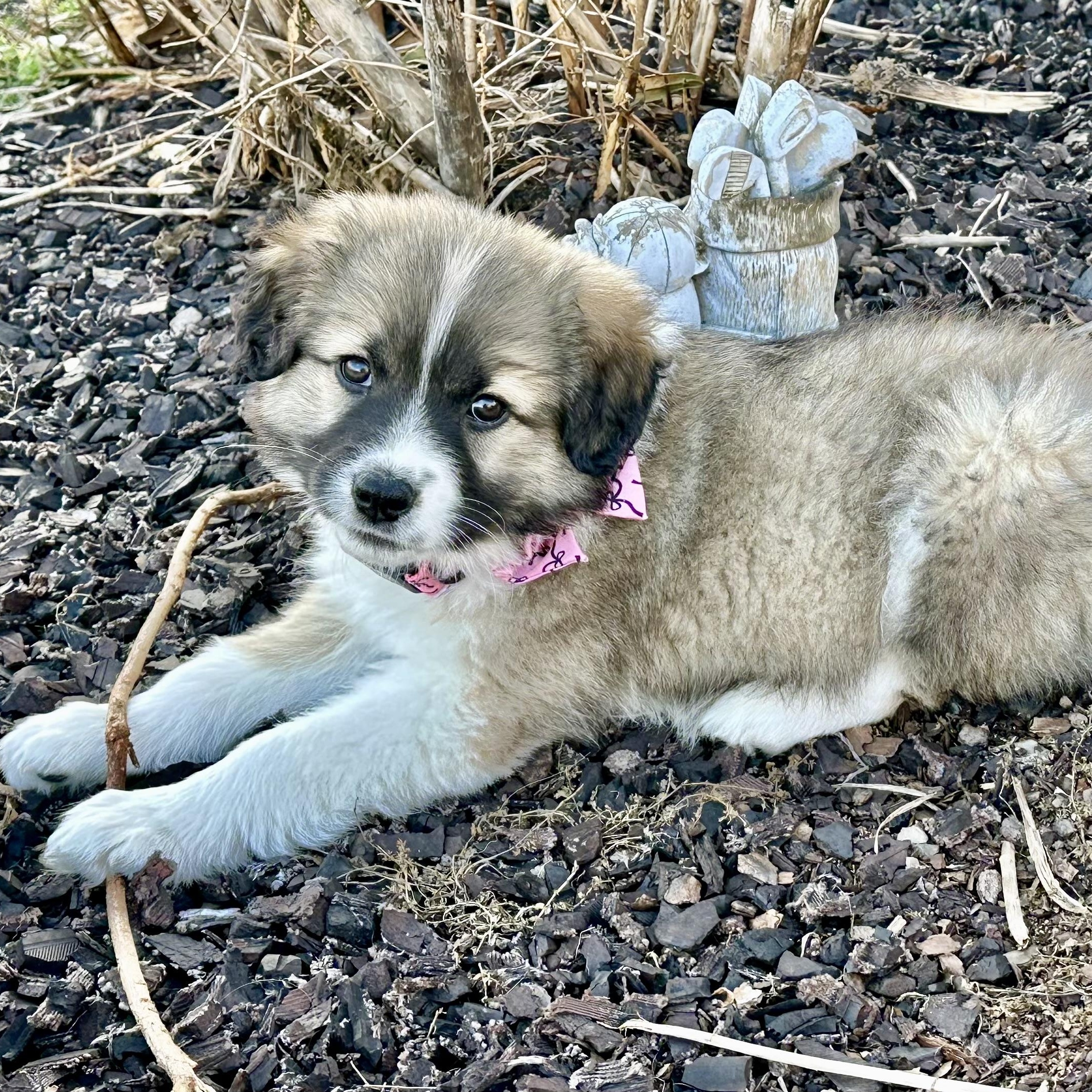 Crimbo - Adoptable Pet | Petfinder | Petfinder