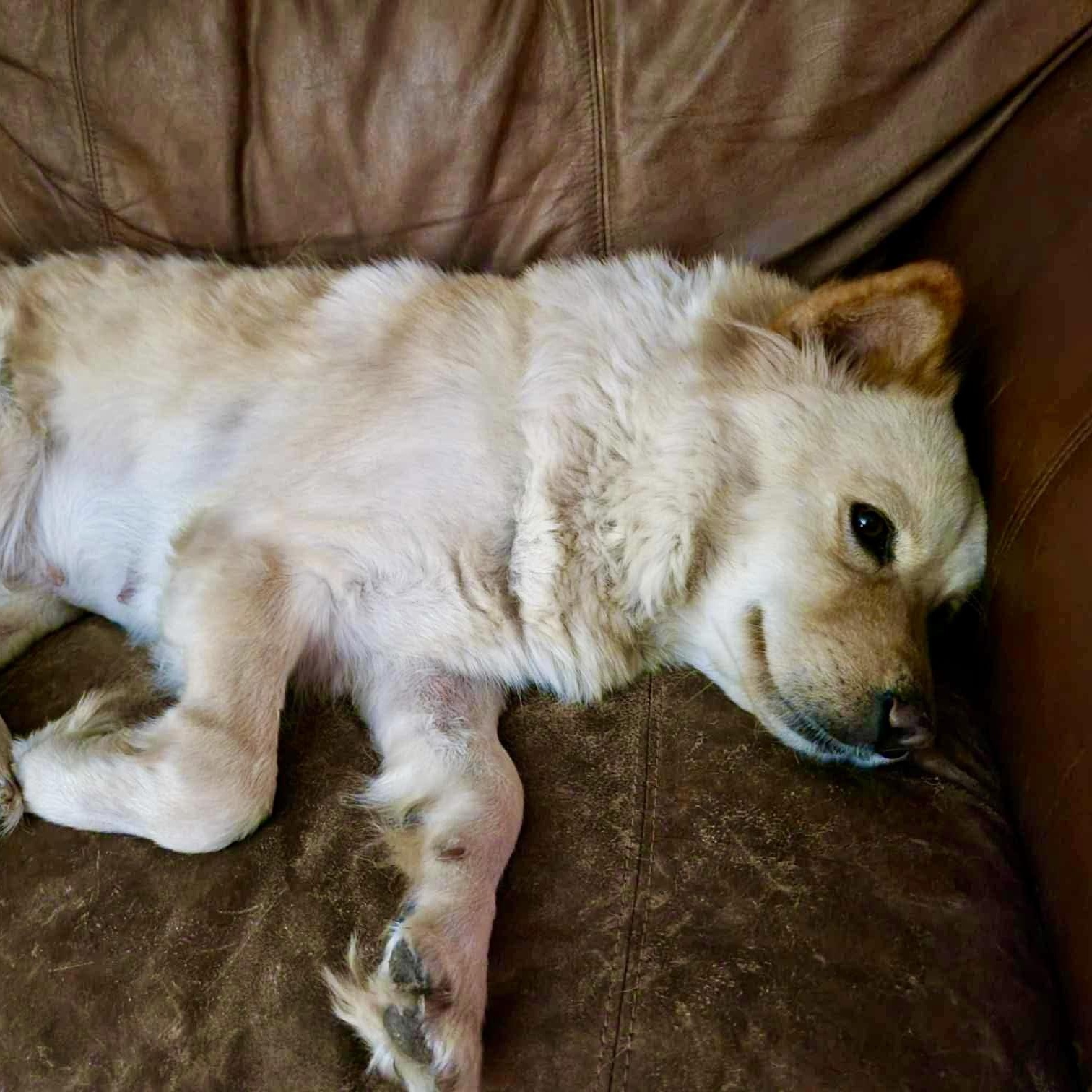 Dog for adoption - Sheba, a Chow Chow Mix in Martinsburg, WV | Petfinder