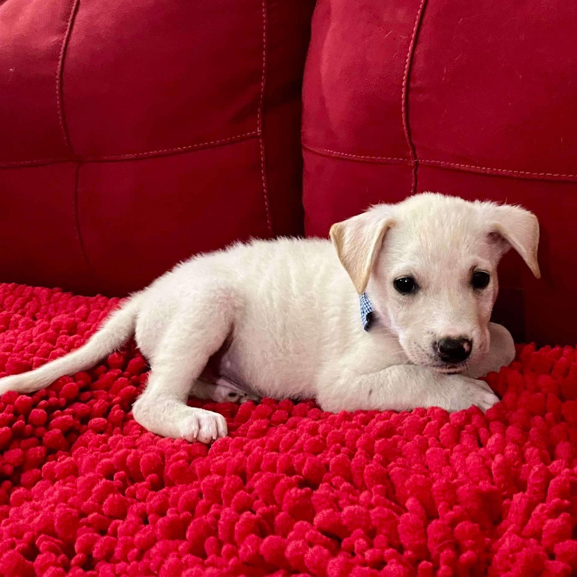 Dog for adoption - Gio, a Labrador Retriever Mix in West Haven, CT ...