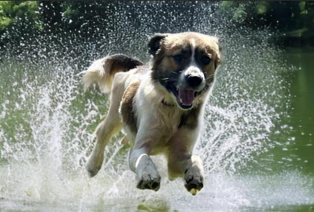 Dog for adoption - Brock, a Border Collie Mix in Depew, NY | Petfinder