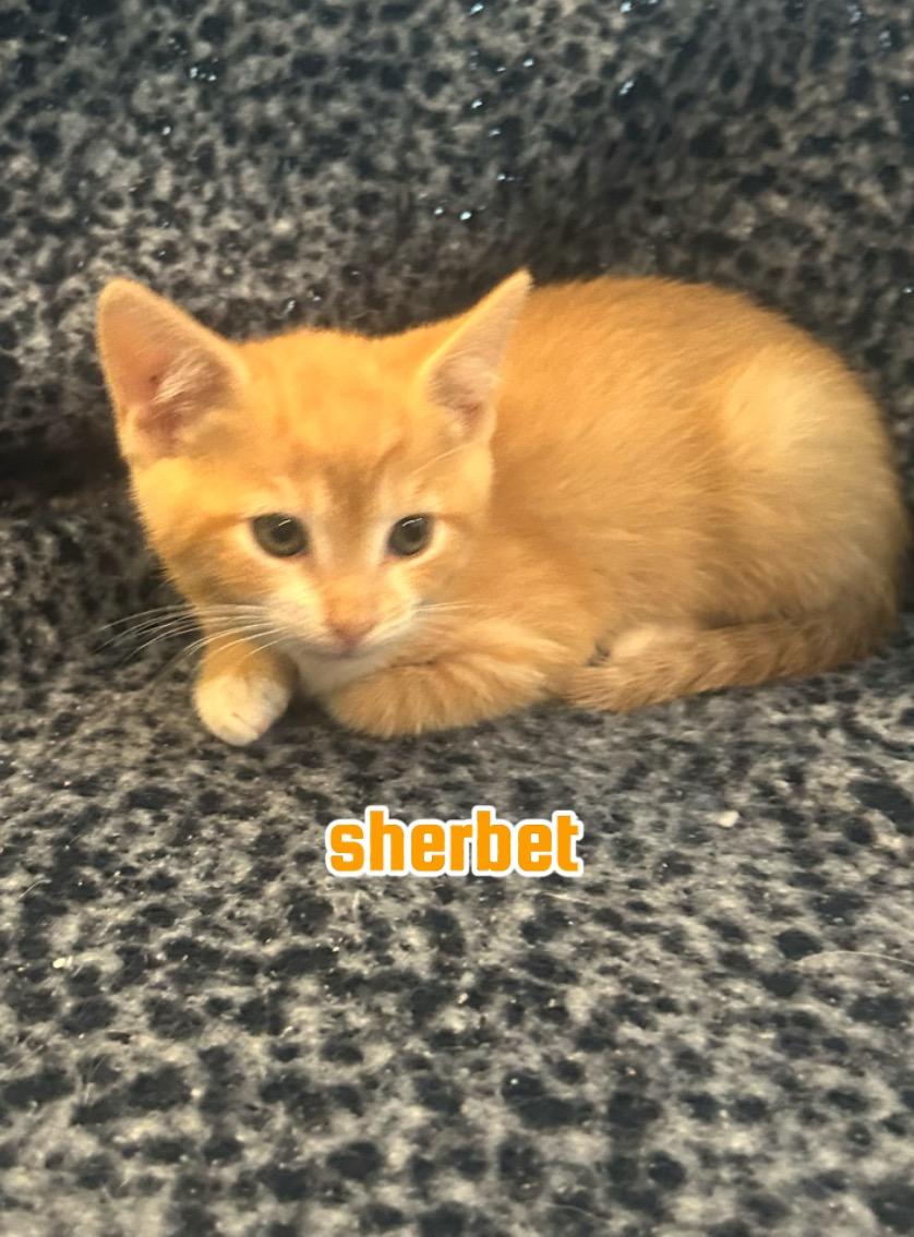 Cat for adoption - Sherbet, a Domestic Short Hair in Kenhorst, PA ...