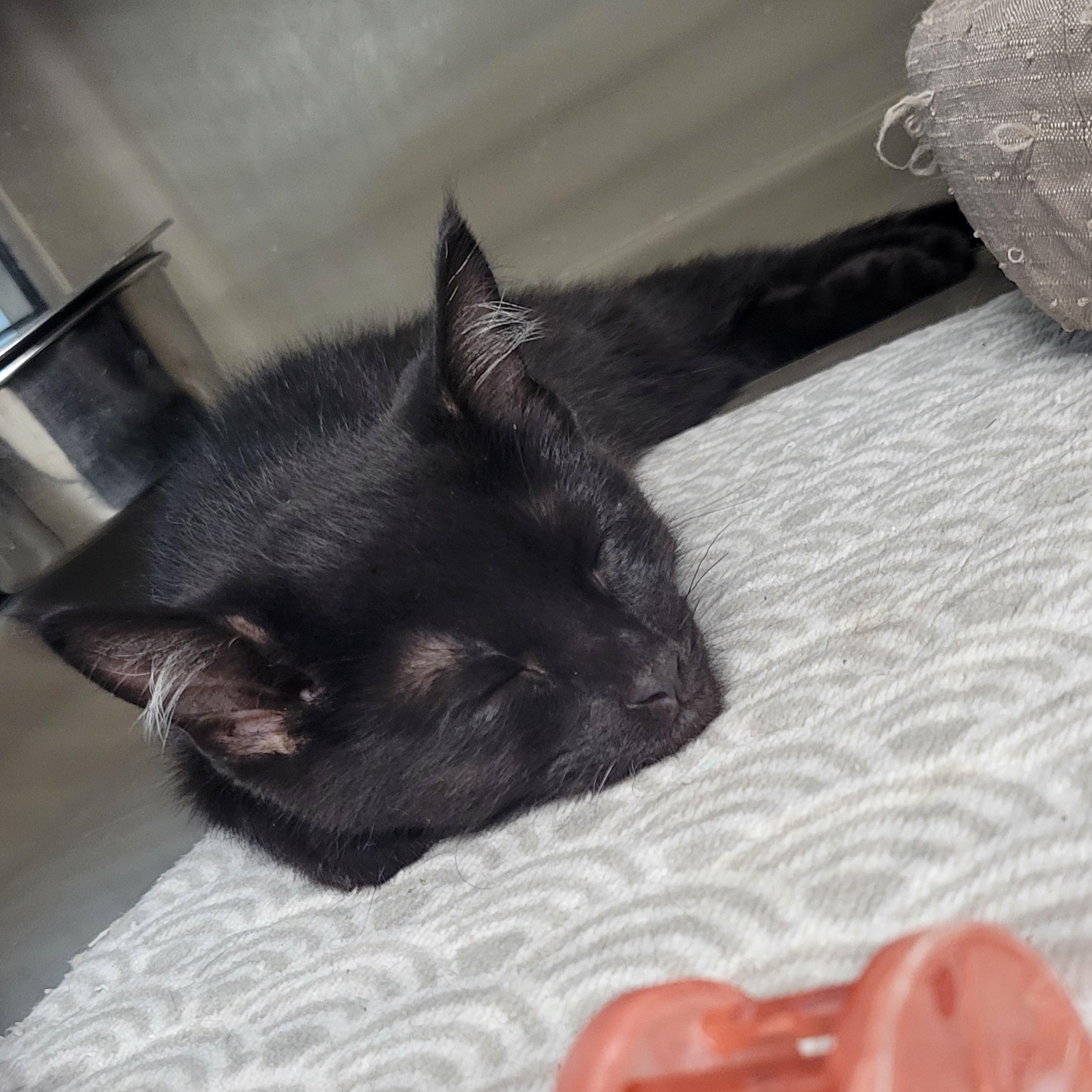 Cat for adoption - Hawkeye, a Domestic Short Hair in Clarinda, IA ...