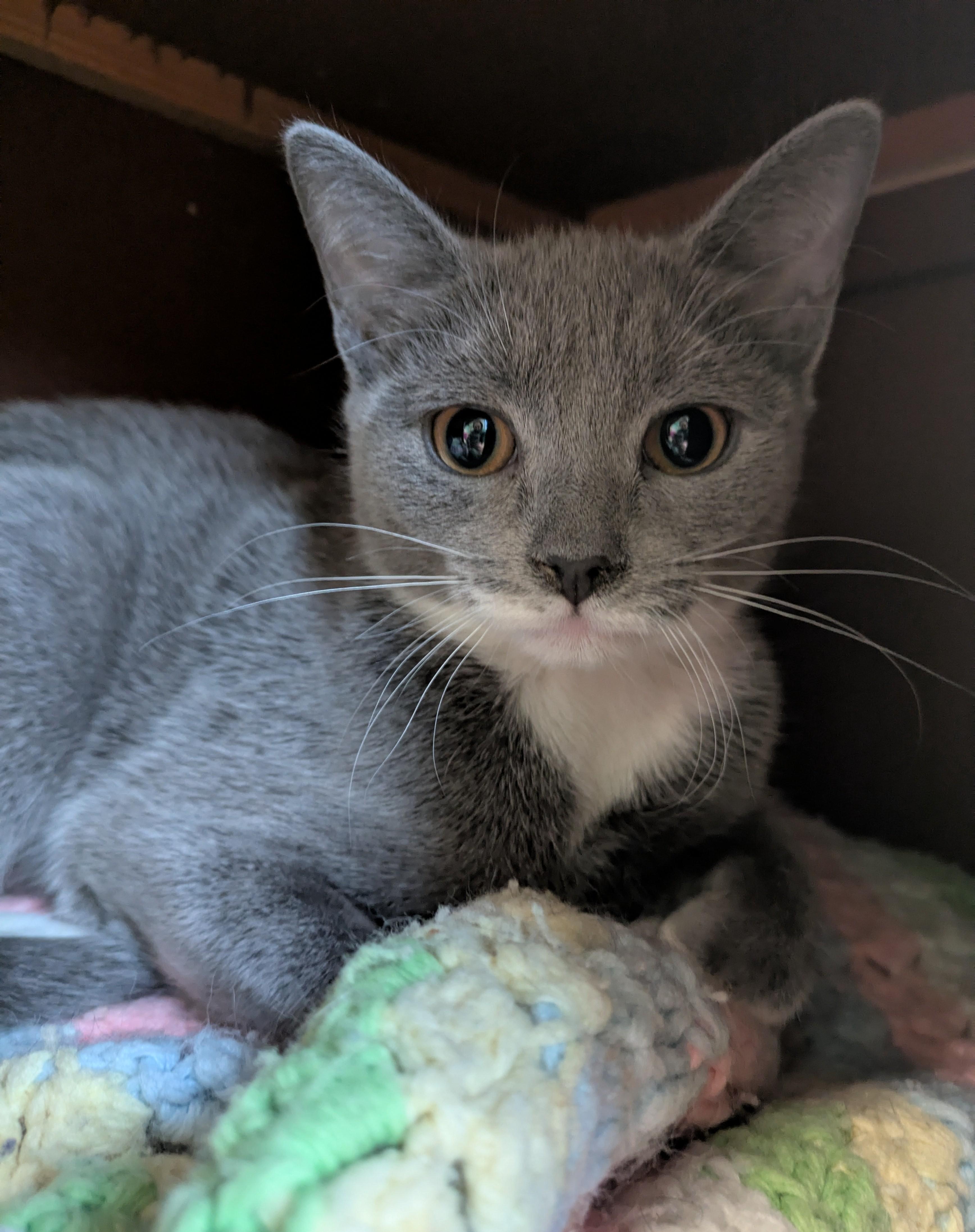 Cat for adoption - Miss Kitty, an American Shorthair Mix in Frederick ...