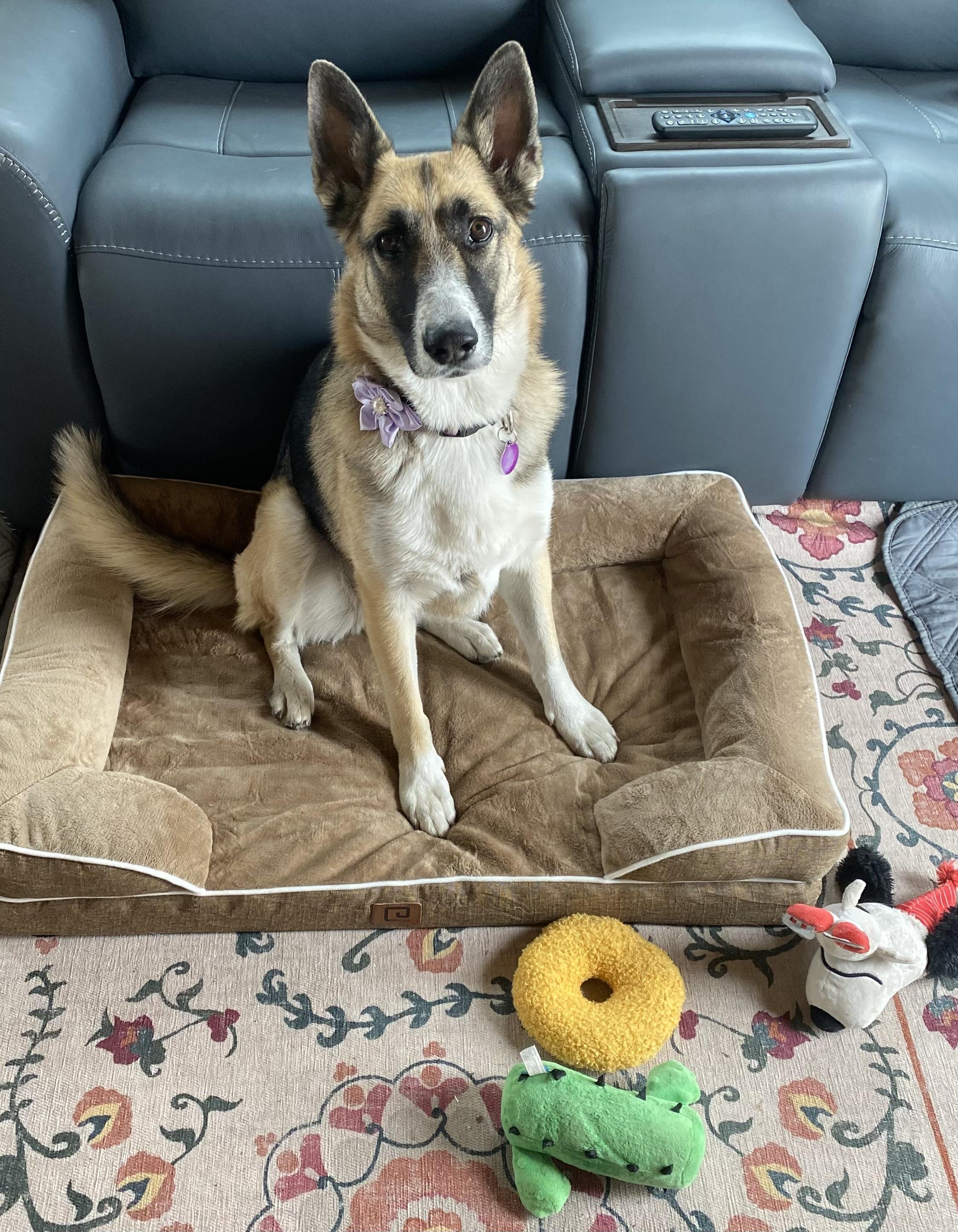 Dog for adoption - Ava, a Shepherd & Greyhound Mix in Sherman Oaks, CA ...