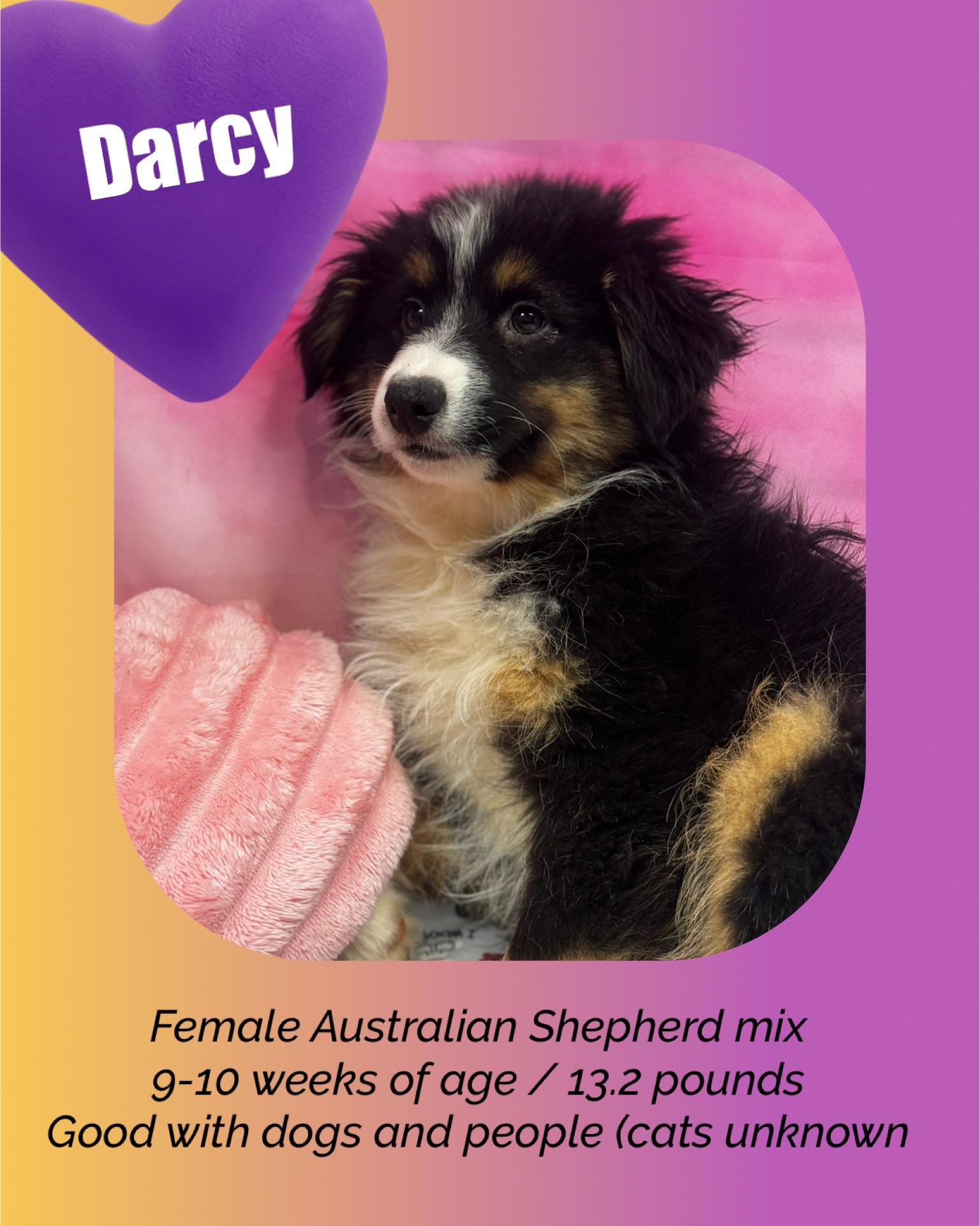 Dog for adoption - Darcy, an Australian Shepherd Mix in Manchester, CT ...