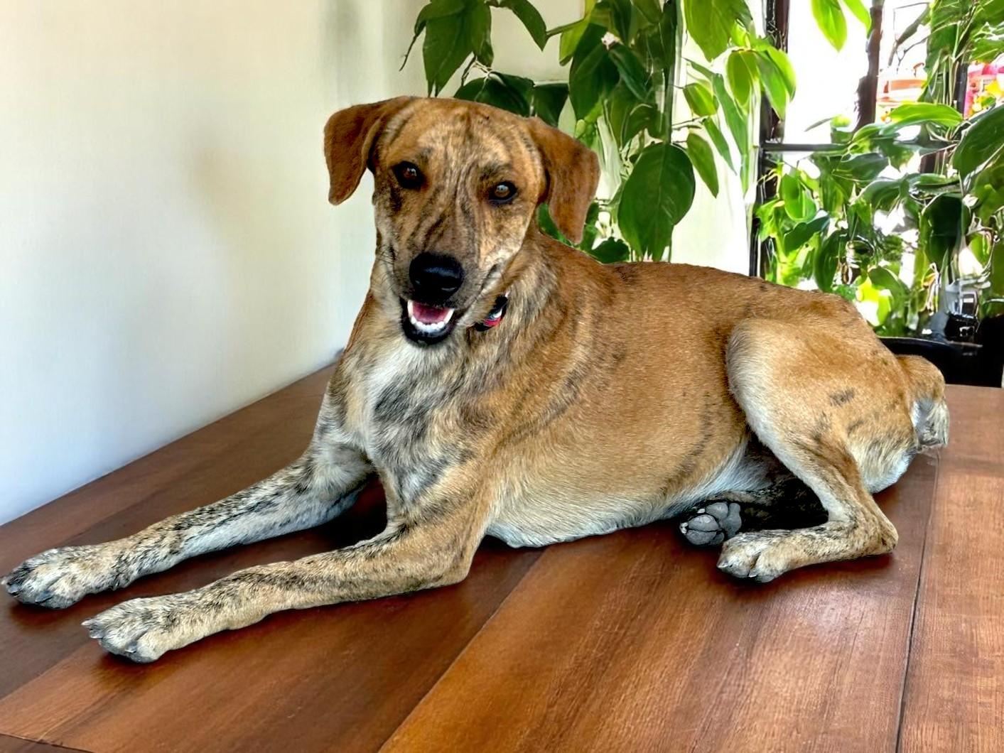 Dog for adoption - Rex, a Mixed Breed in Portland, OR | Petfinder