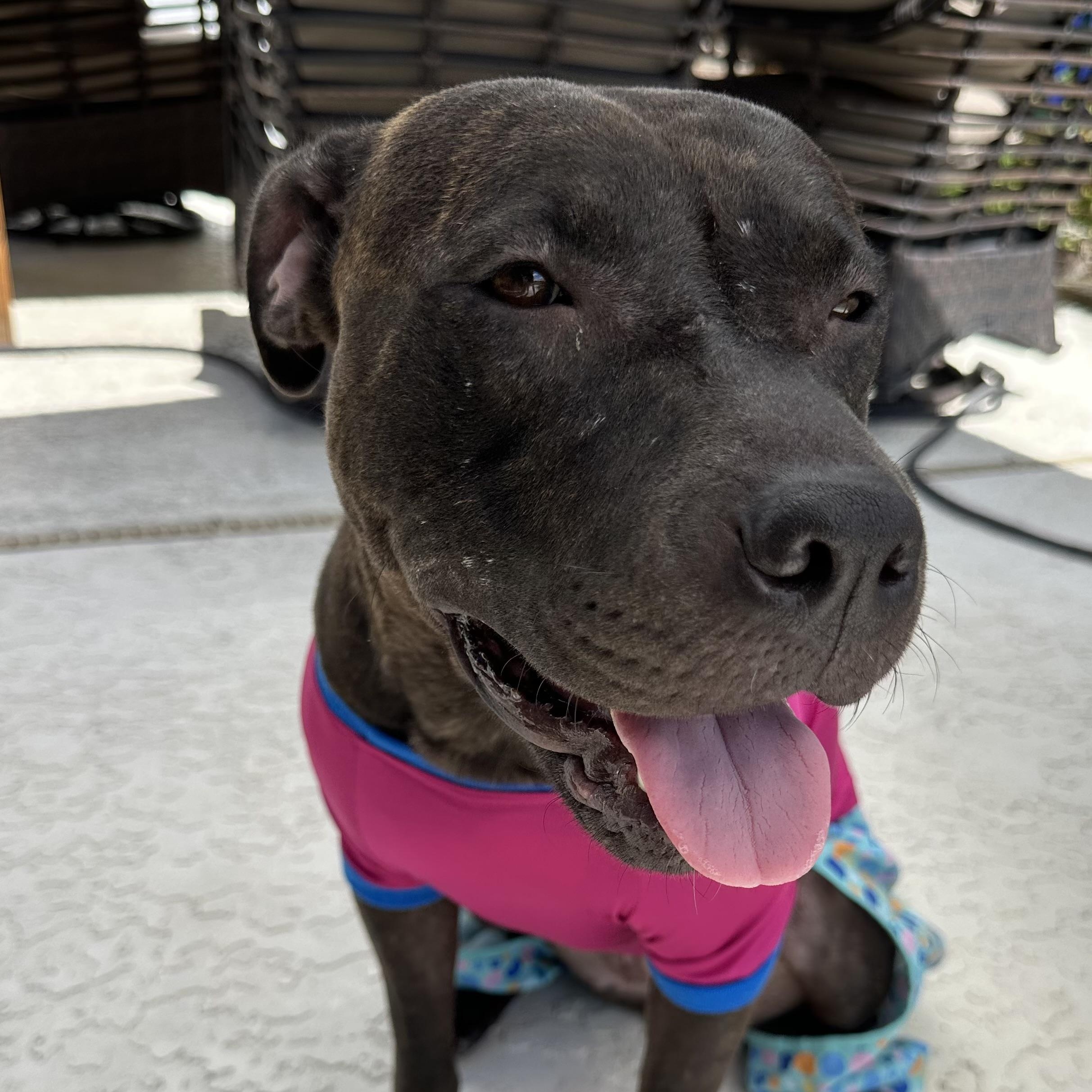 Dog for adoption - Ruby Doo, a Mixed Breed in Atlanta, GA | Petfinder