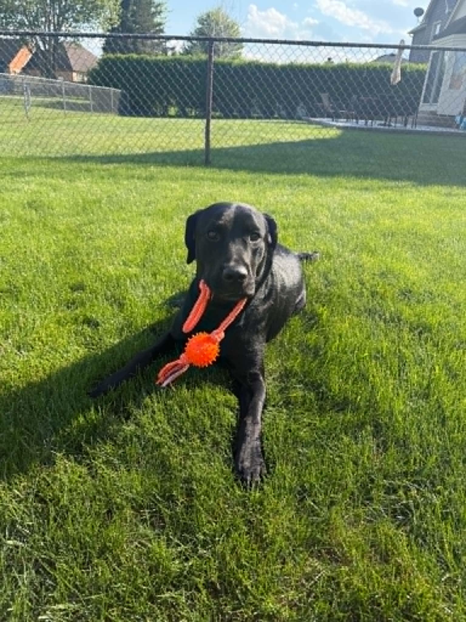 Kelley - Adoptable Pet | Petfinder | Petfinder