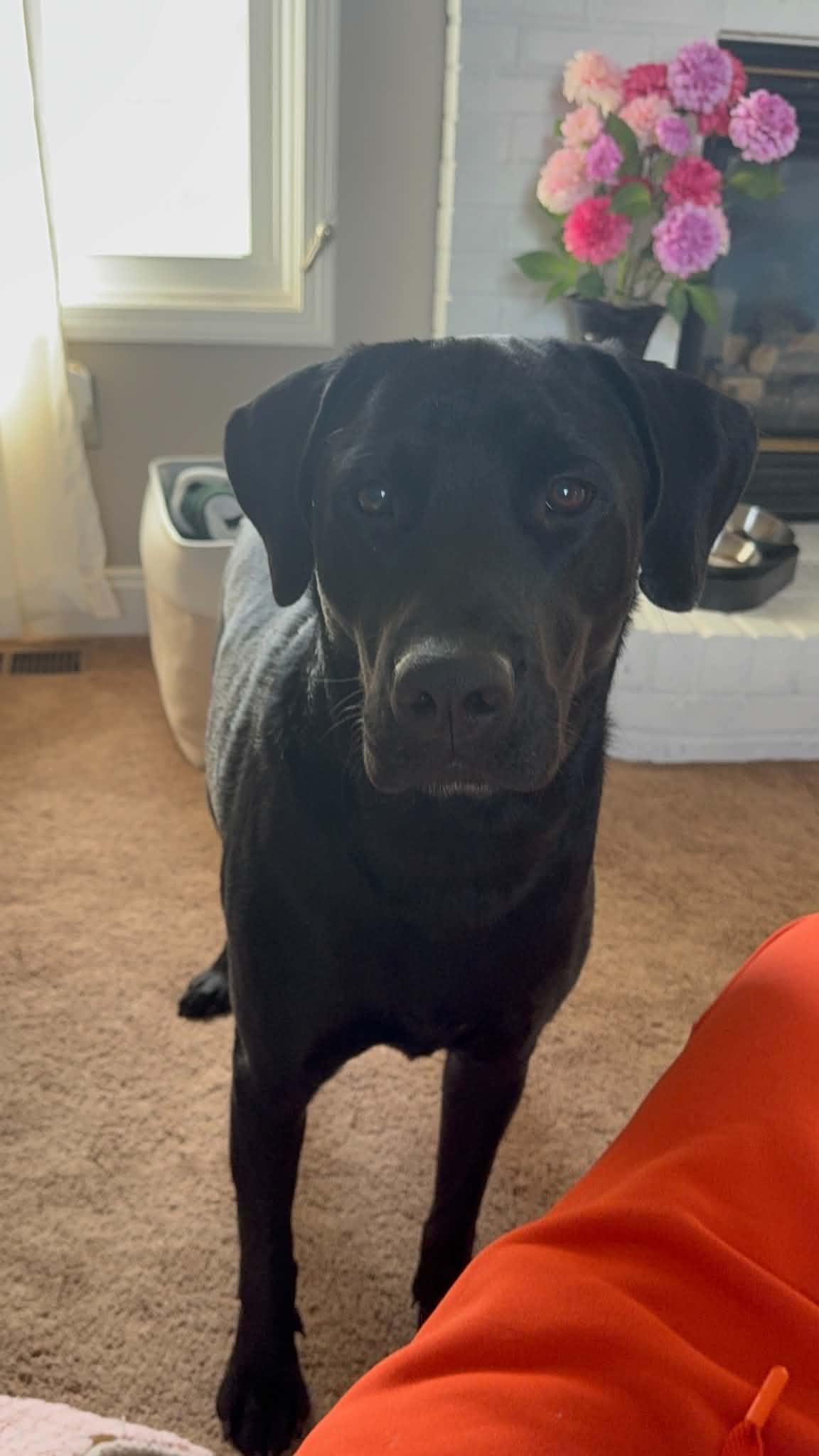 Kelley - Adoptable Pet | Petfinder | Petfinder