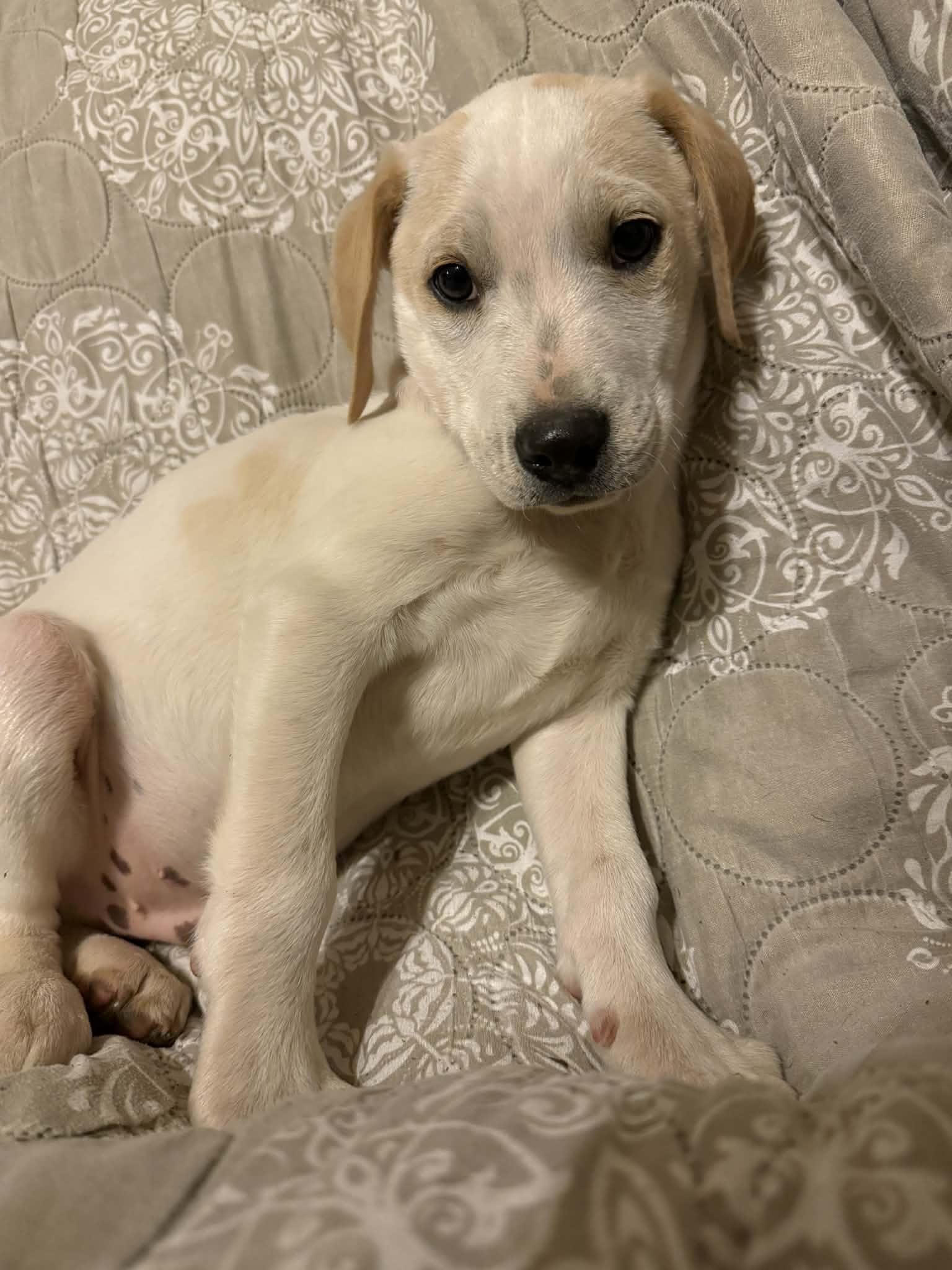 Linnie - Adoptable Pet | Petfinder | Petfinder