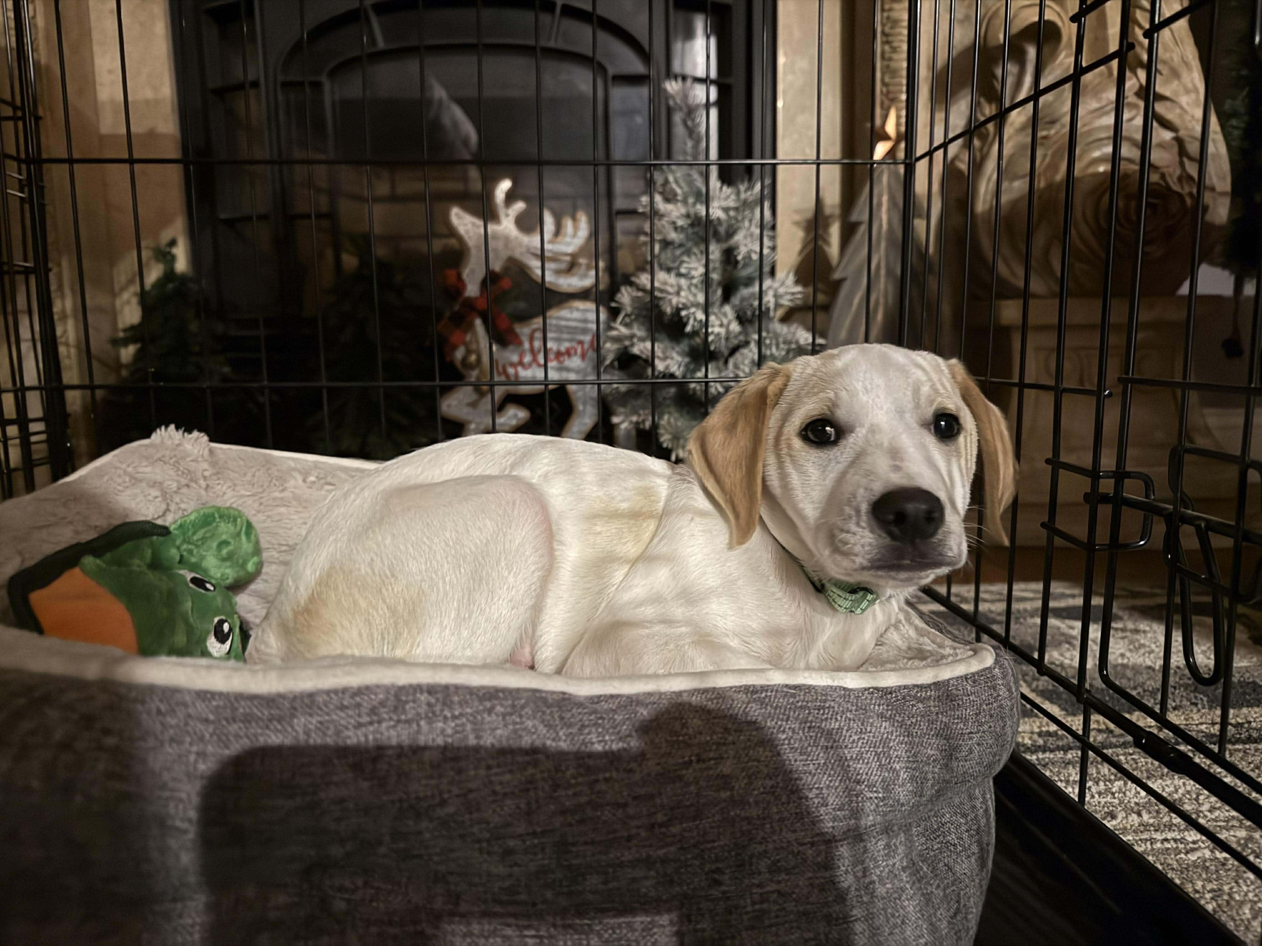 Linnie - Adoptable Pet | Petfinder | Petfinder