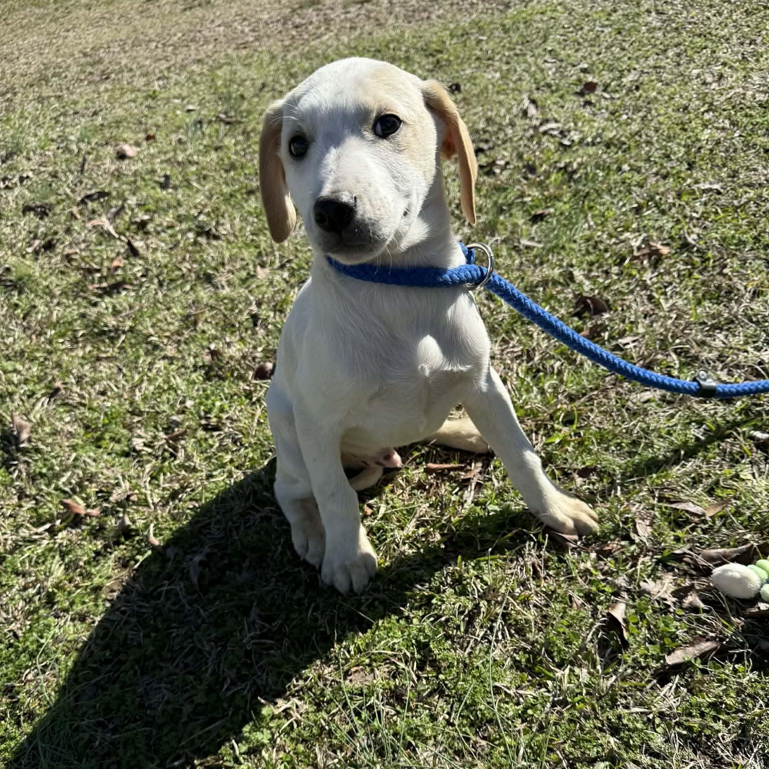 Linnie - Adoptable Pet | Petfinder | Petfinder