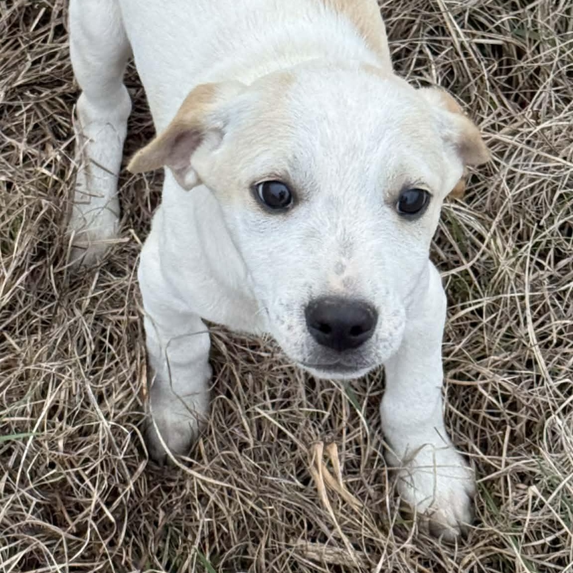 Linnie - Adoptable Pet | Petfinder | Petfinder