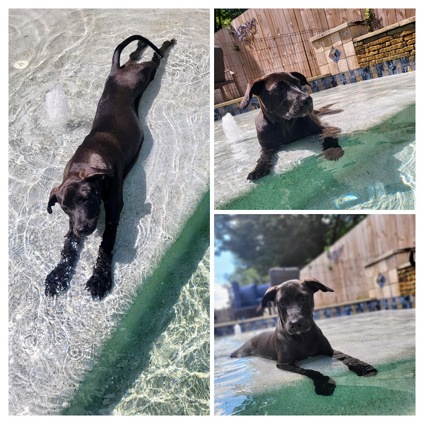 Dog for adoption - Maize Veggie the Incredible Water Puppy, a Pit Bull ...