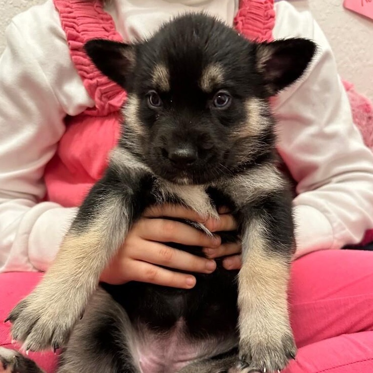 Dog for adoption - Emily Bronte Literature, a German Shepherd Dog ...