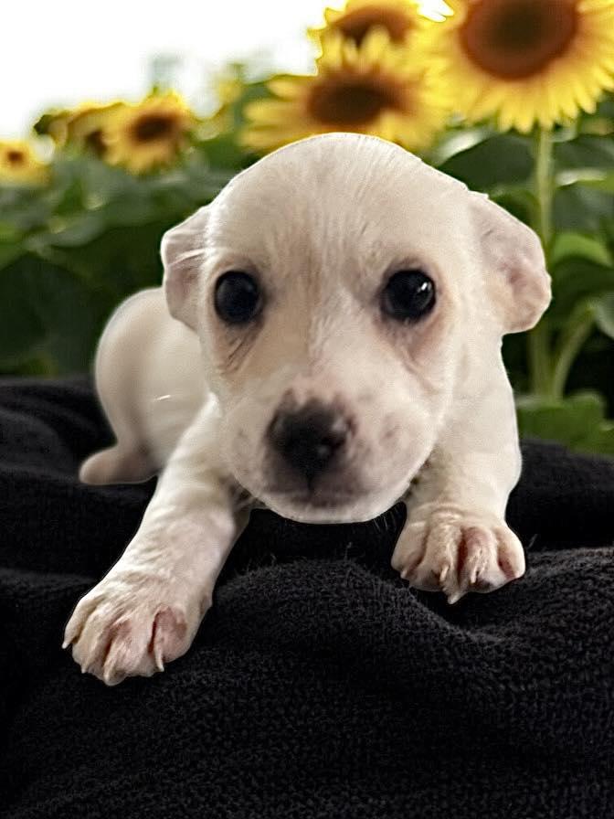 Dog for adoption - Ezra puppy, a Chihuahua Mix in Nottingham, MD ...