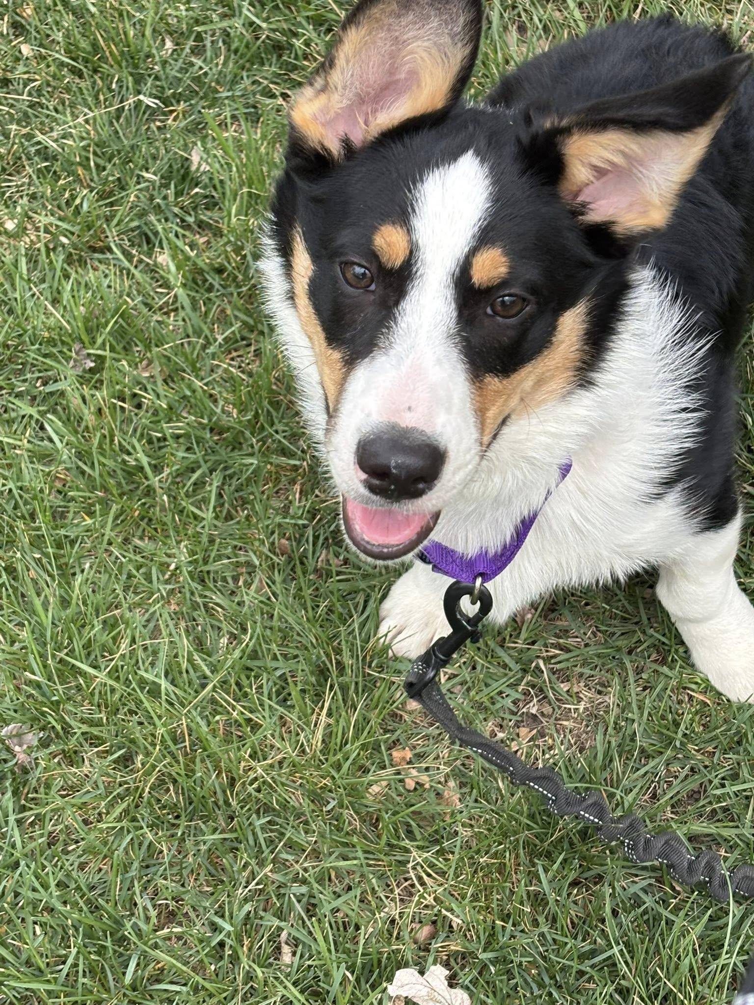 Thunder - Adoptable Pet | Petfinder | Petfinder
