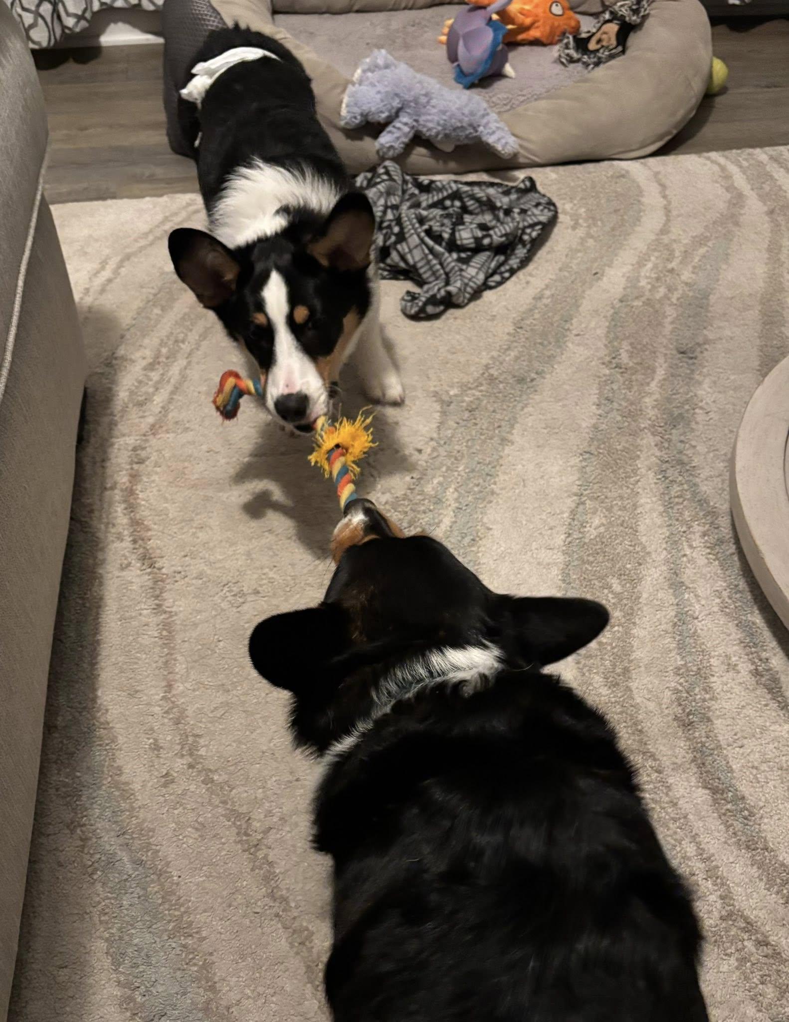 Thunder - Adoptable Pet | Petfinder | Petfinder