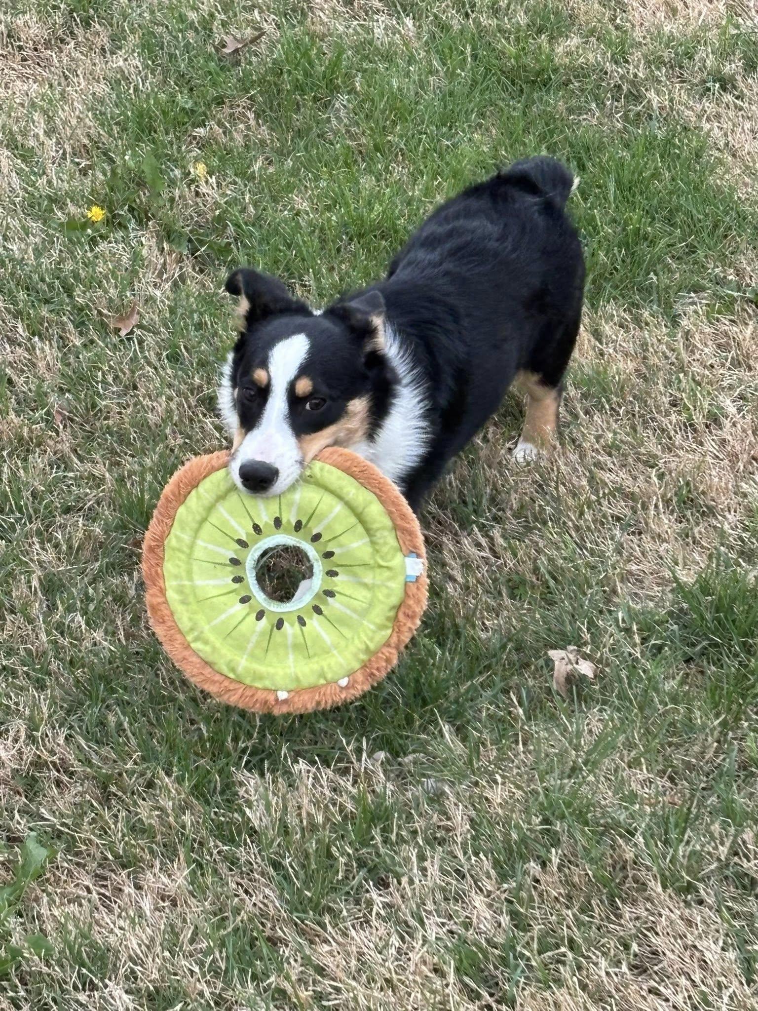 Thunder - Adoptable Pet | Petfinder | Petfinder