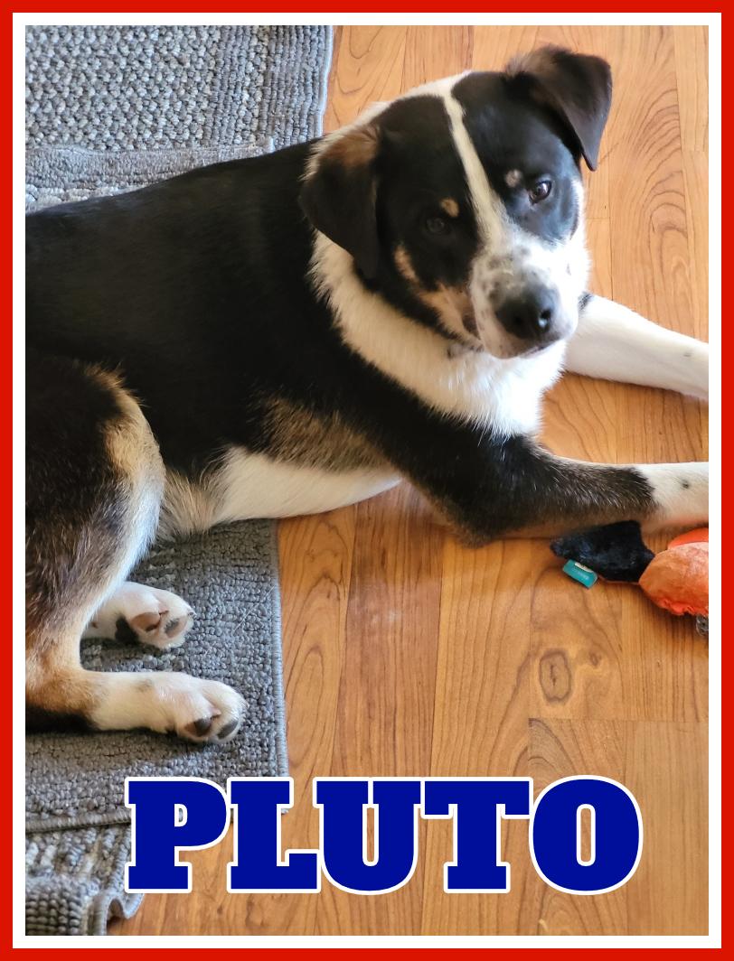 Dog for adoption - Pluto, a Border Collie in Valley City, ND | Petfinder